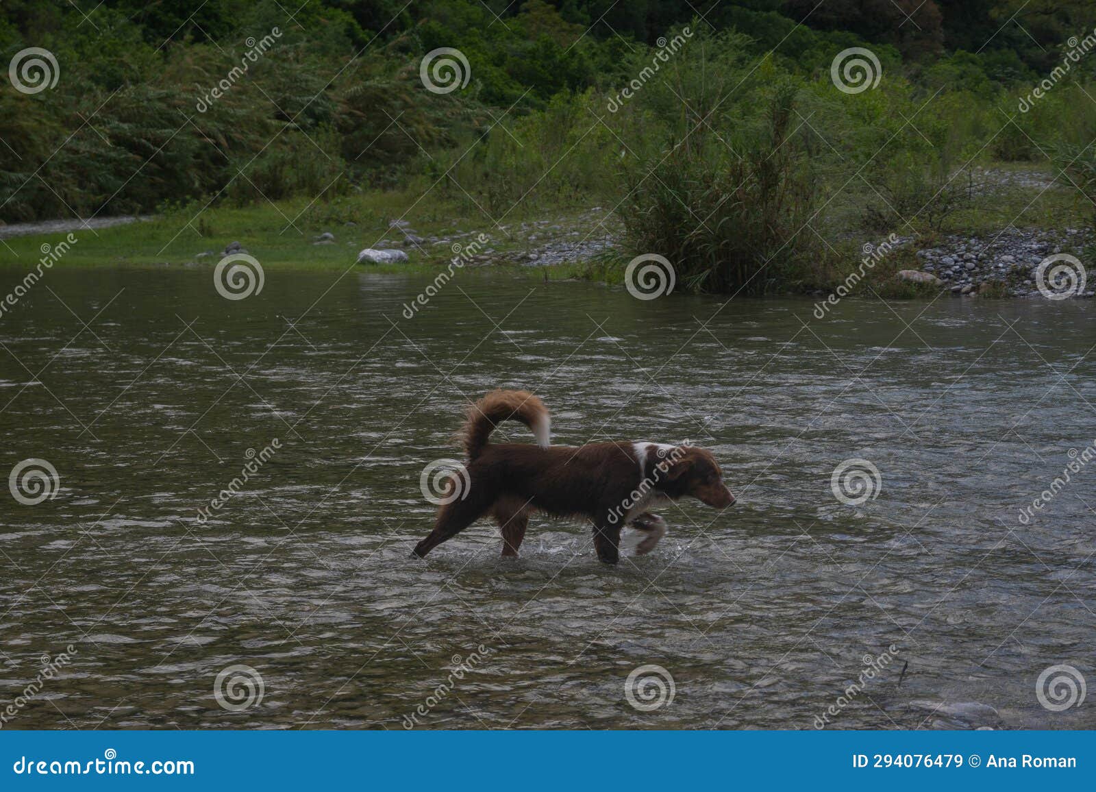 Dog Crossing Rio Pilon in the City of Monterrey Stock Image - Image of ...