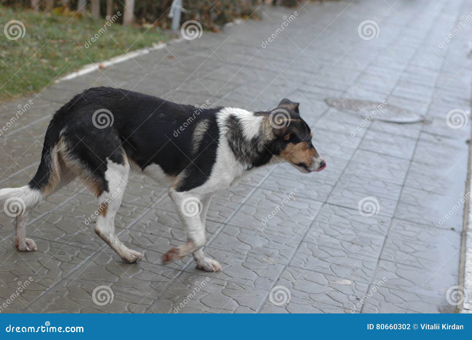 Dog crossing the road stock photo. Image of nature, portrait - 80660302