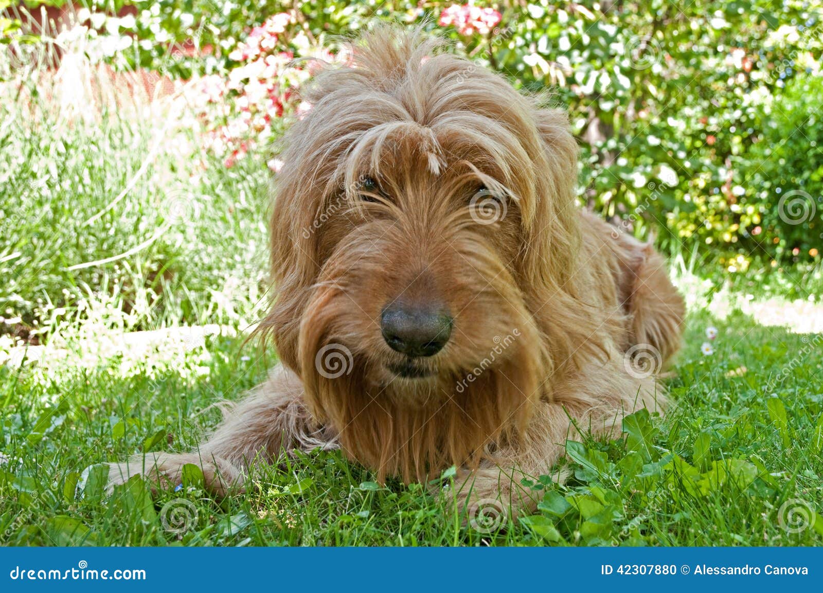 Dog crouched resting stock photo. Image of curled, outdoor - 42307880