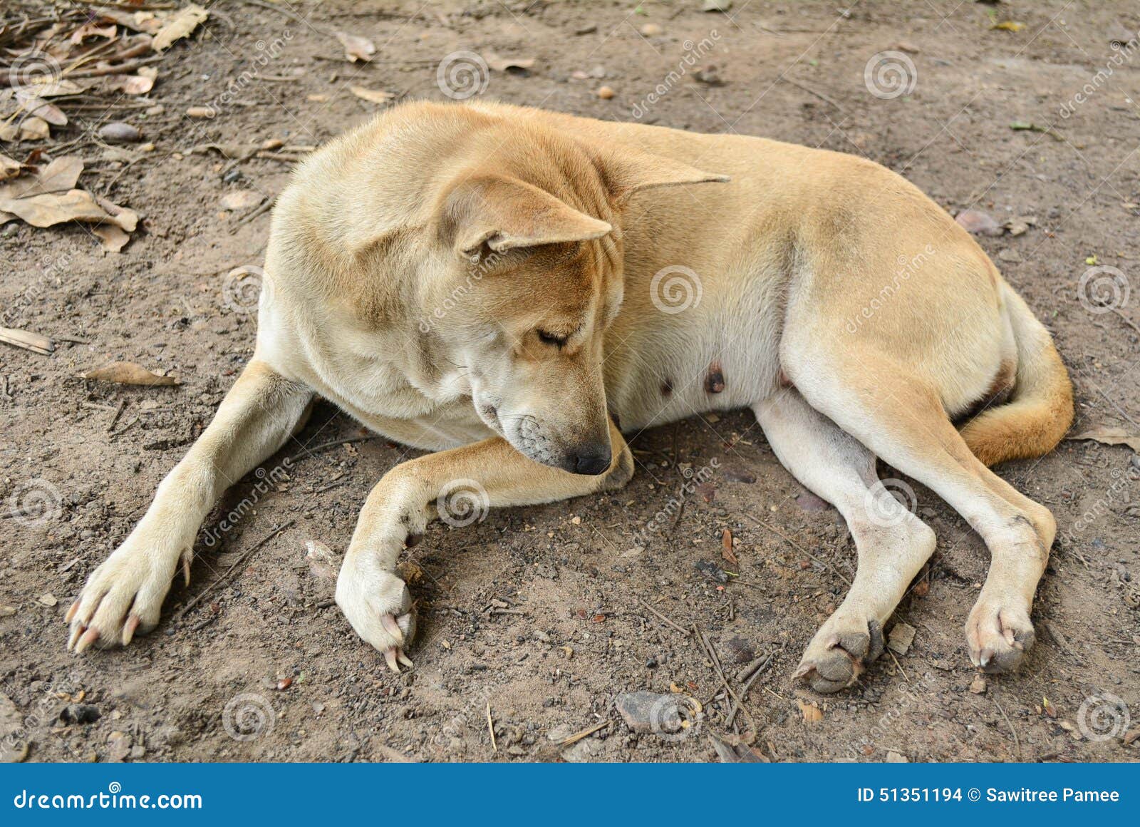 Dog stock photo. Image of indoor, holiday, carnivore - 51351194
