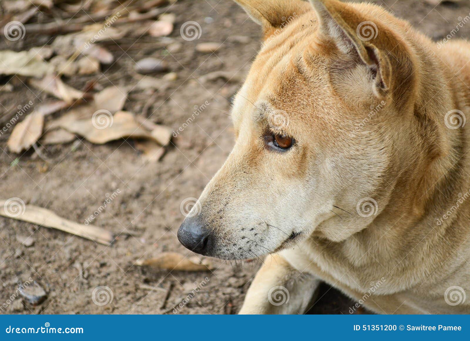Dog stock photo. Image of chill, chihuahua, crouching - 51351200