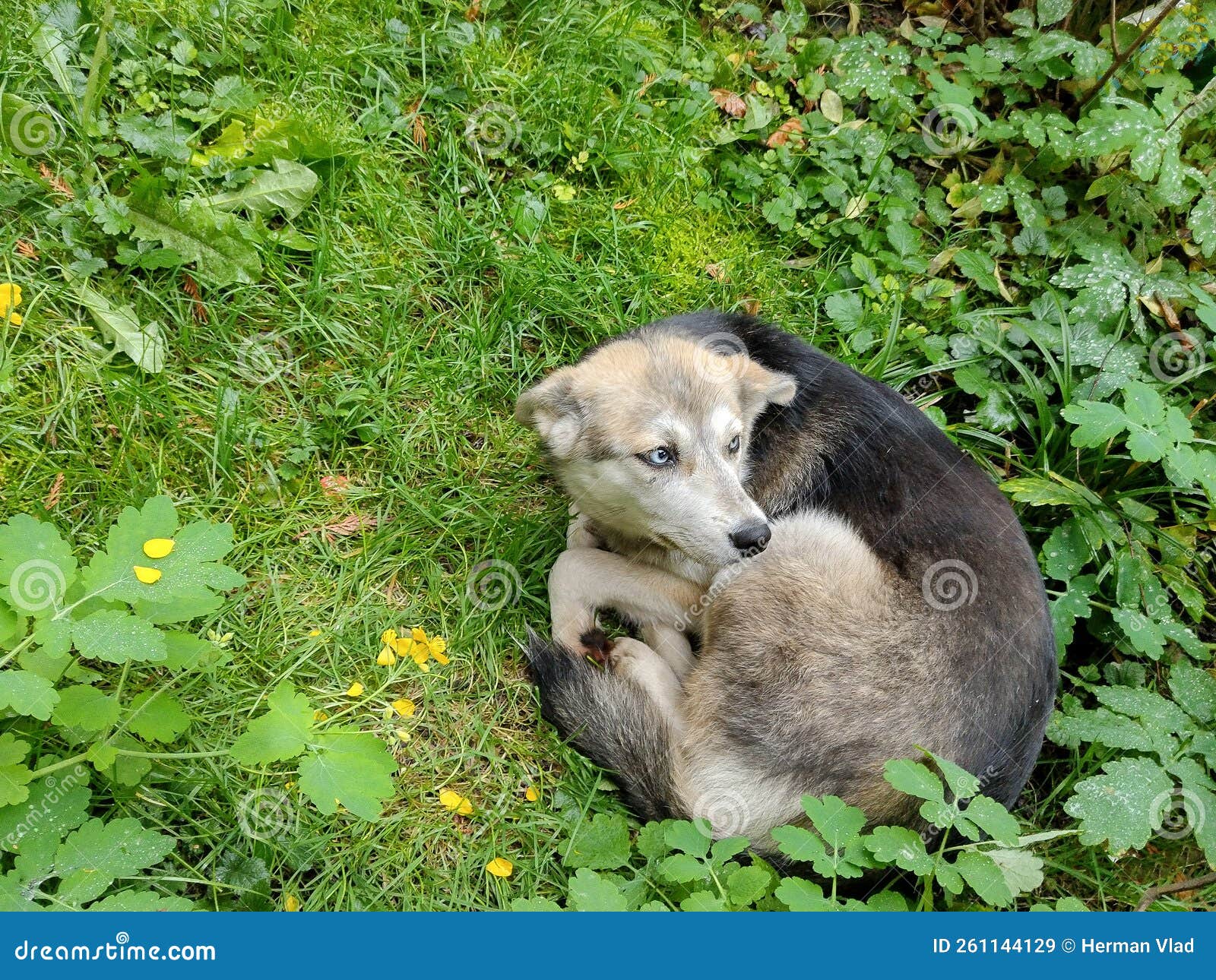 A Dog is Crouching in the Grass Stock Image - Image of nature, focus ...