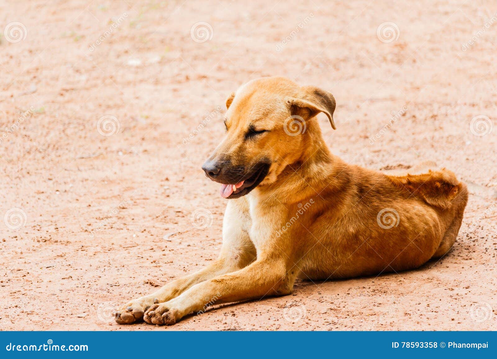 Dog Crouching on the Walkway. Stock Photo - Image of lonely, animal ...