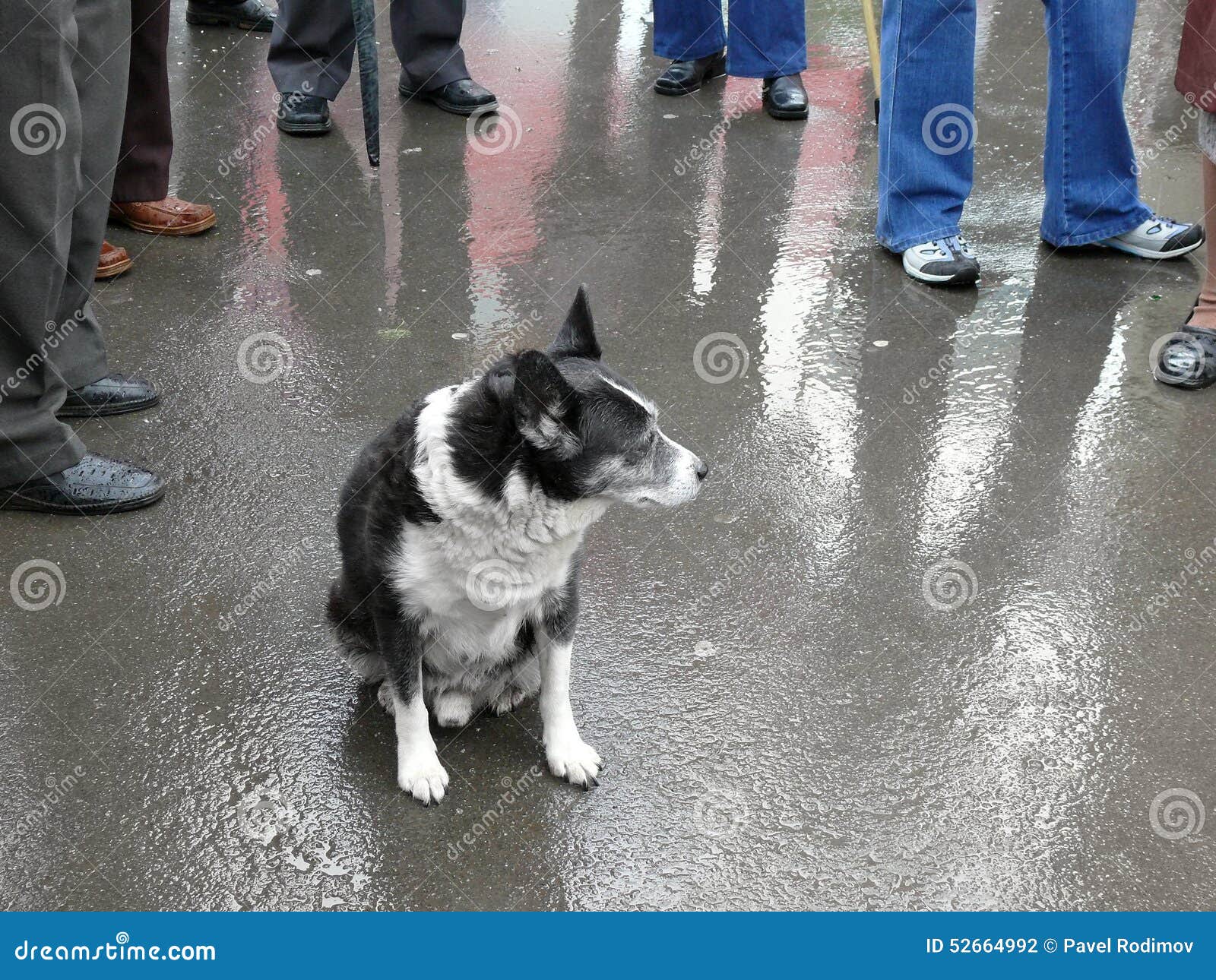 Dog among the crowd stock photo. Image of foot, street - 52664992