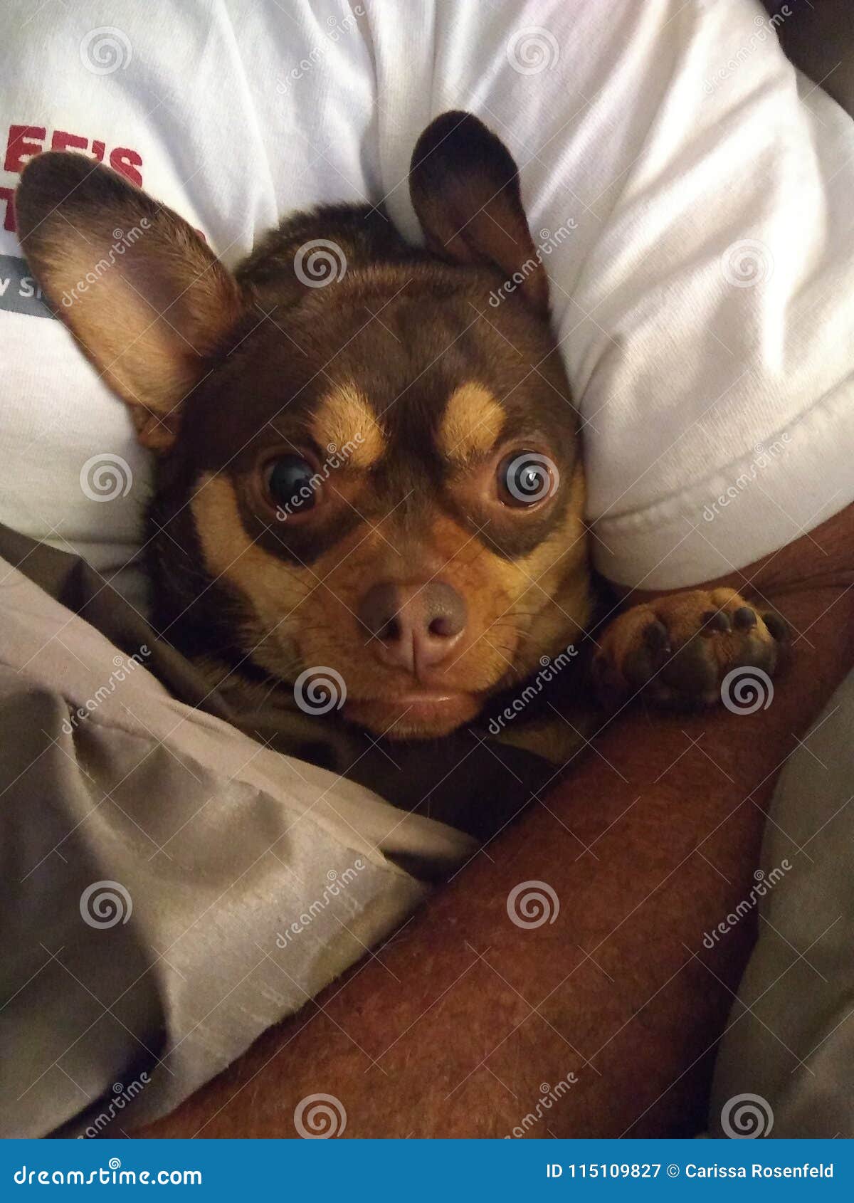 Cuddle bug dog stock image. Image of waiting, cuddles - 115109827