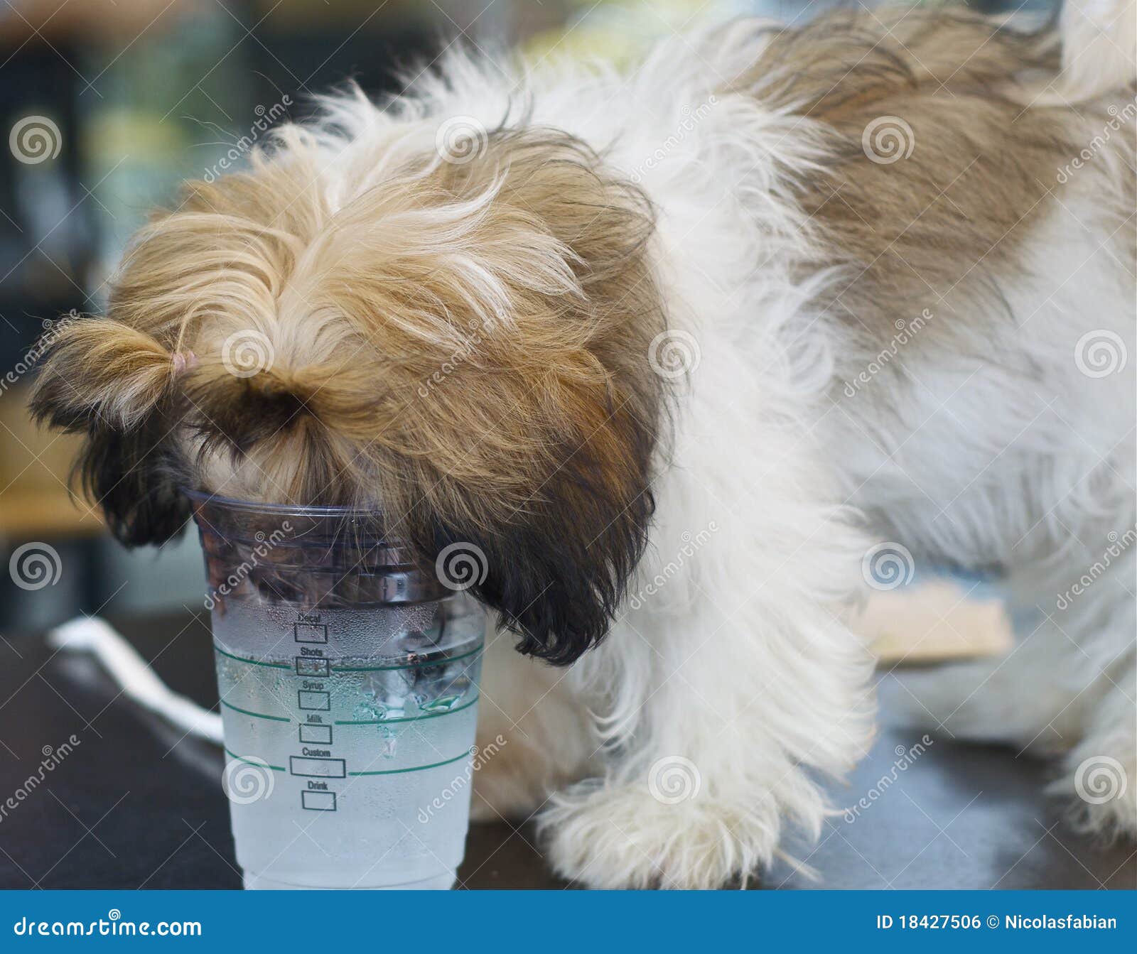 Dog cup stock photo. Image of shitzu, canine, drink, white - 18427506