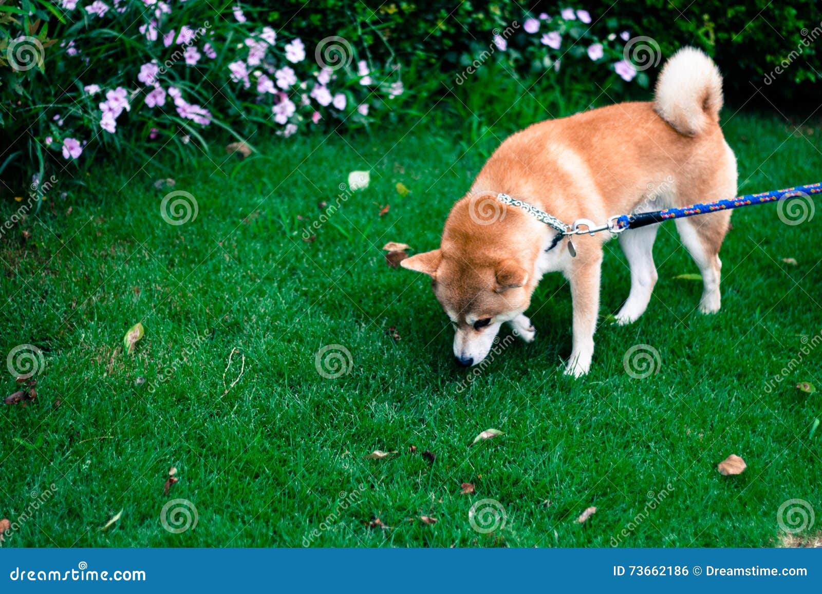Dog stock photo. Image of lovely, graden, petdog, spring - 73662186