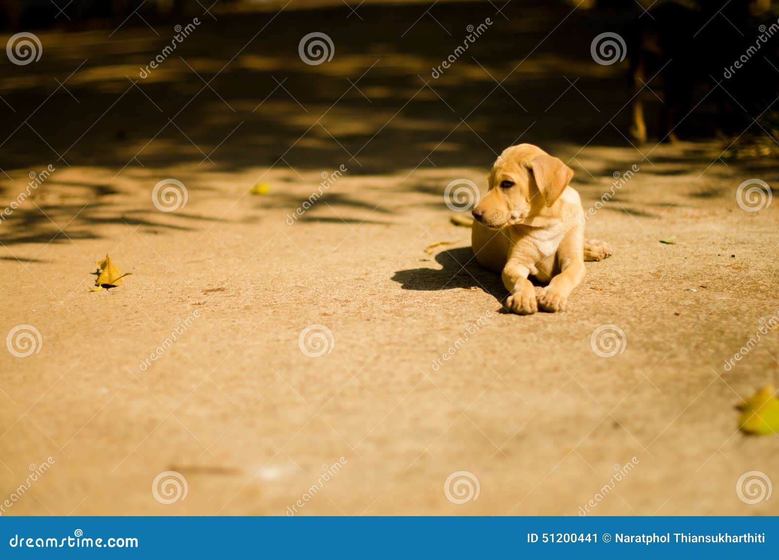Dog stock image. Image of mammals, asia, animals, love - 51200441