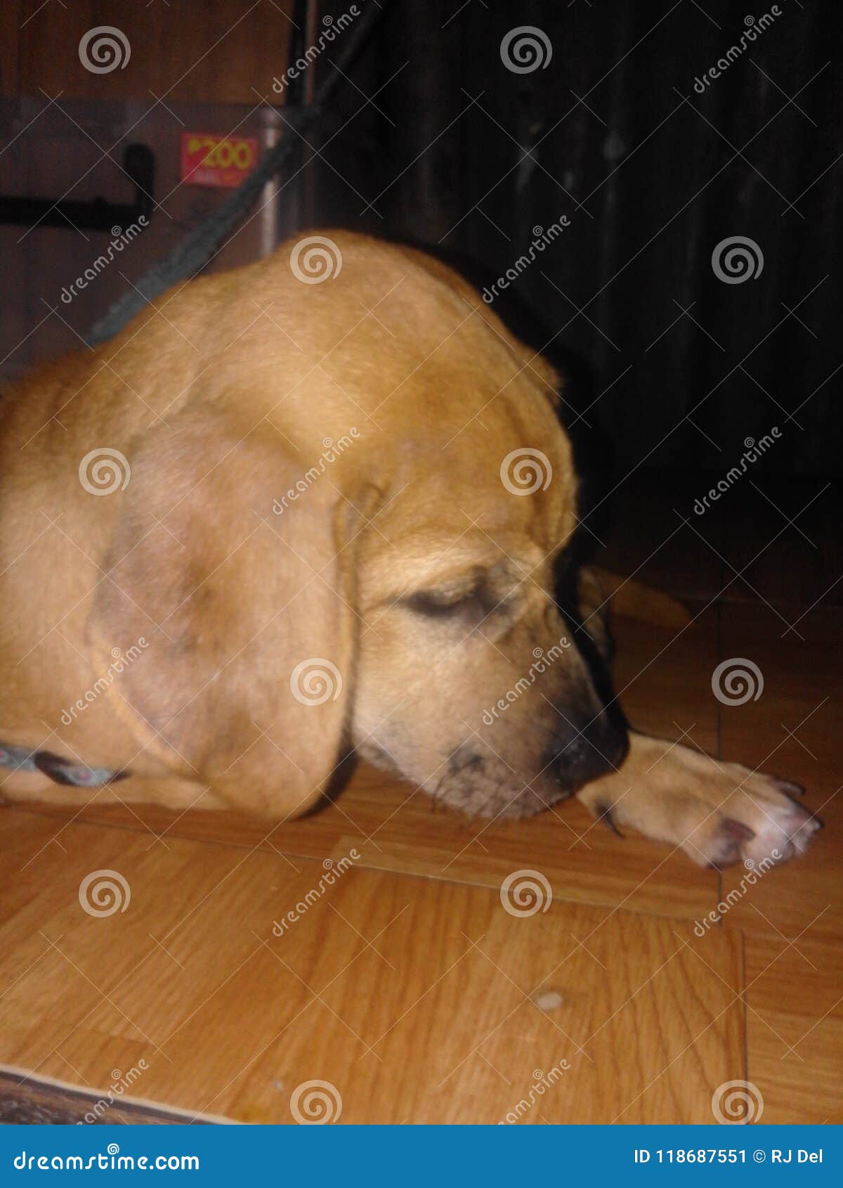 Dog stock image. Image of sleeping, doggo, little, cute - 118687551