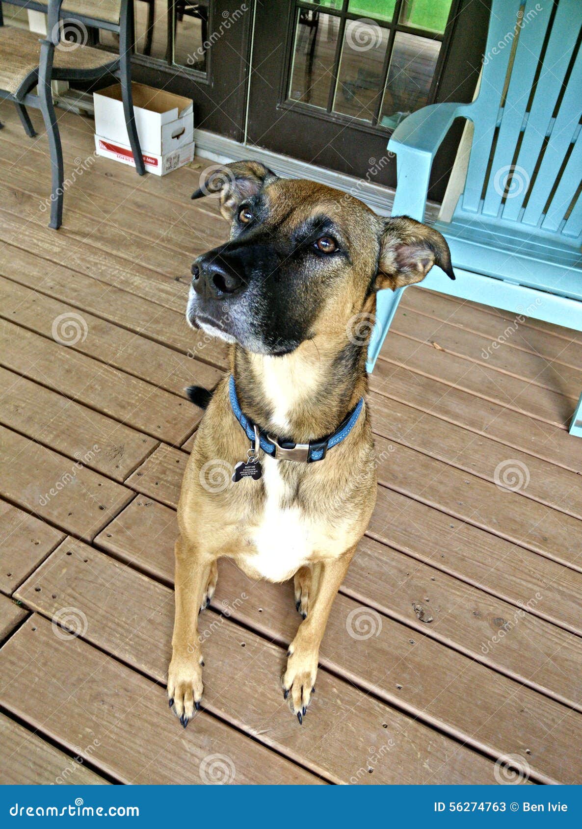 Dog stock image. Image of cool, snout, cute, mutt - 56274763