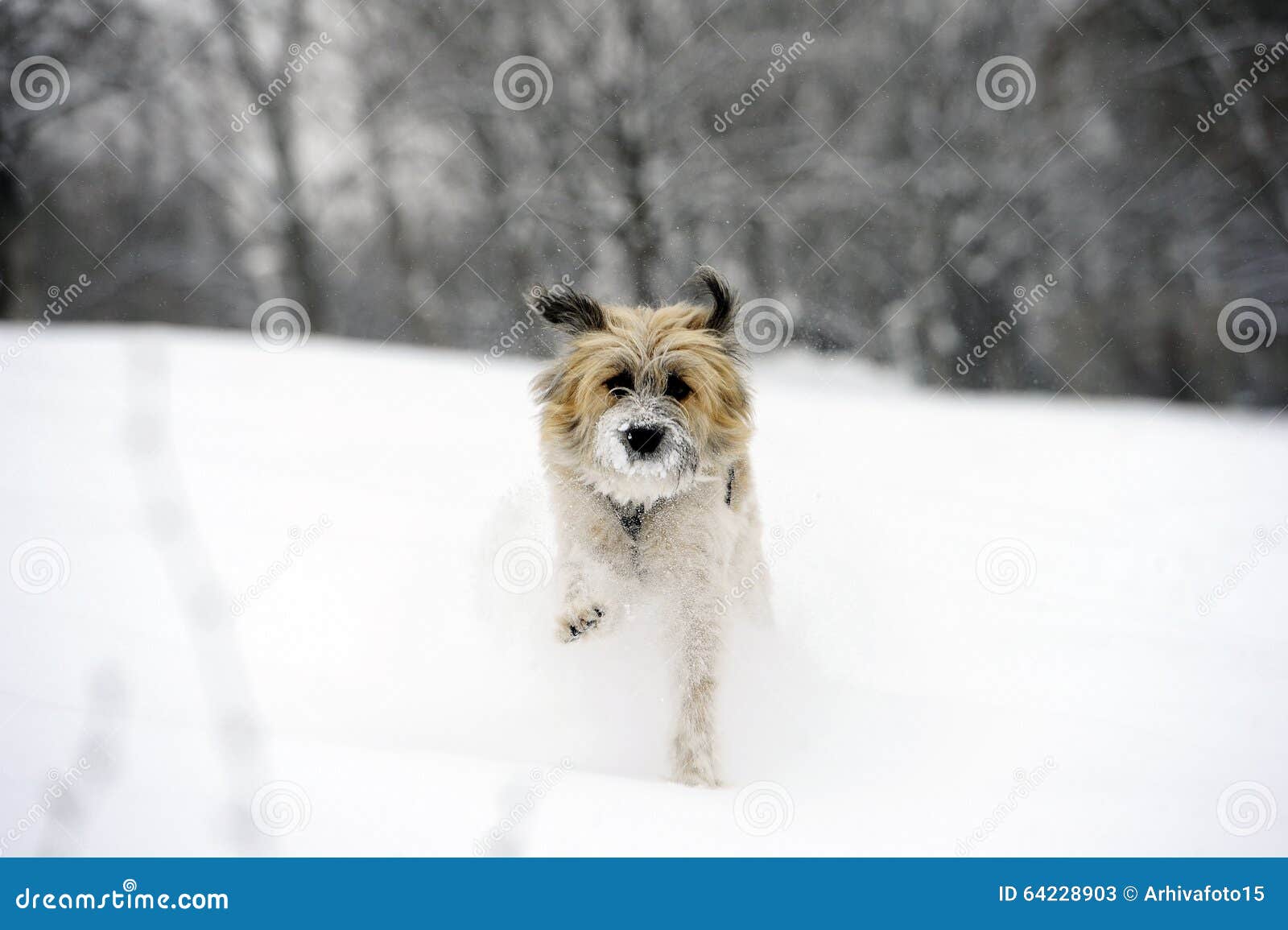 Dog stock image. Image of cold, playing, happily, shepherd - 64228903