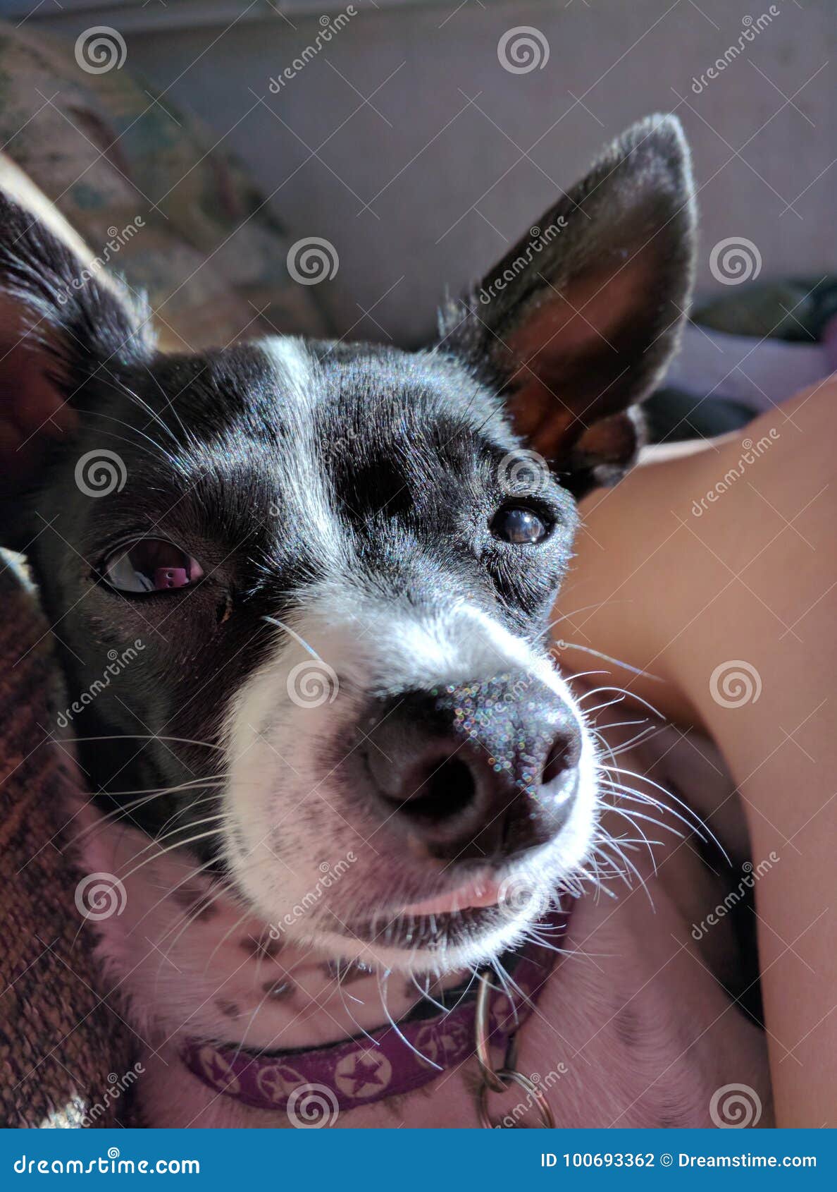 Dog stock photo. Image of soft, puppy, cute, little - 100693362