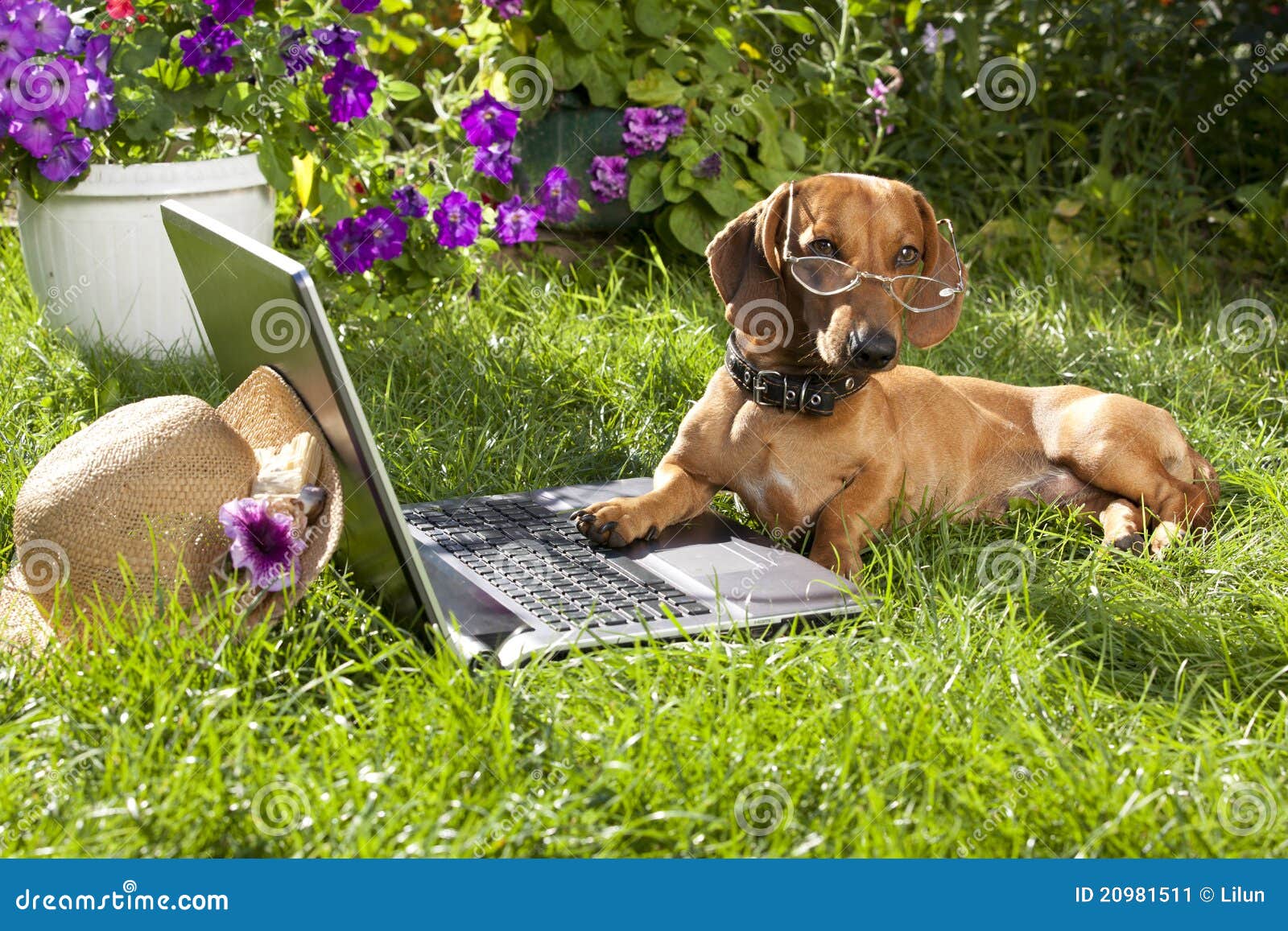 Dog Dachshund and Laptop Computer Stock Image - Image of keyboard ...