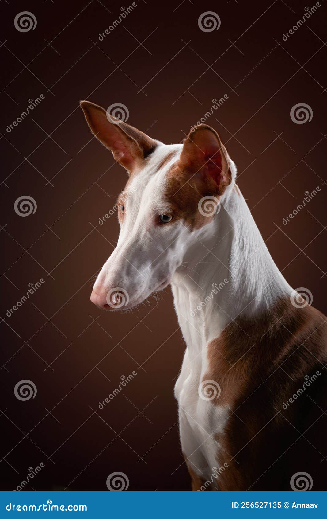 Dog on a Black Background in the Studio. Slim Spanish Greyhound ...