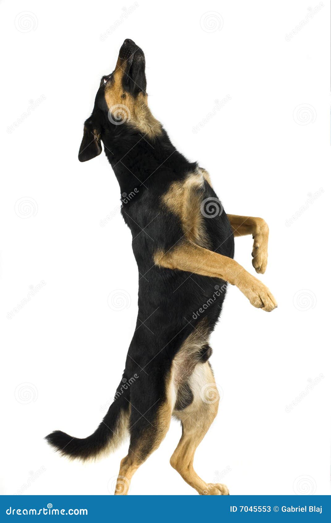 Dog dancer stock image. Image of smart, dancer, beautiful - 7045553
