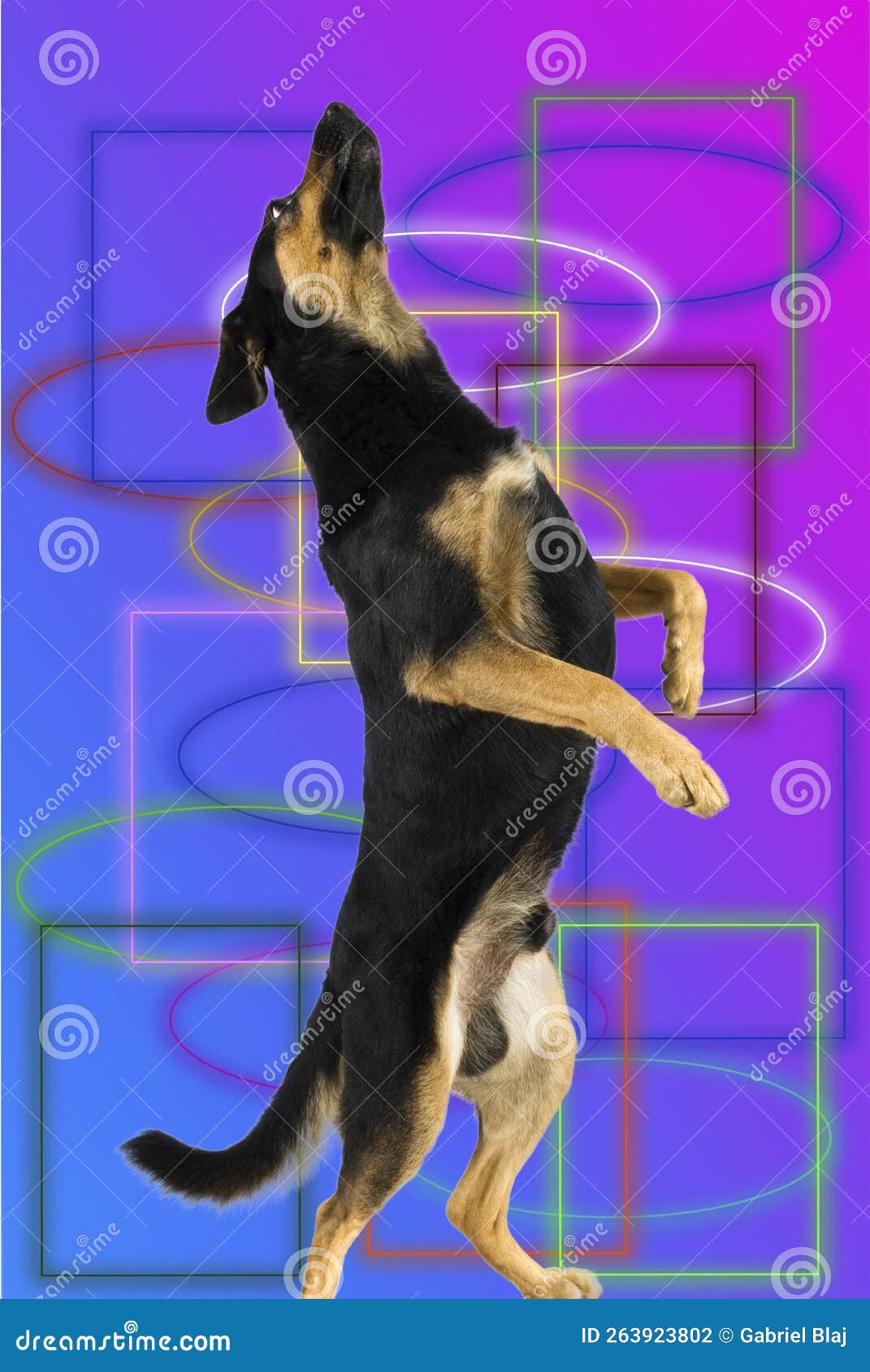 Dog dancer stock photo. Image of stand, mammals, background - 263923802