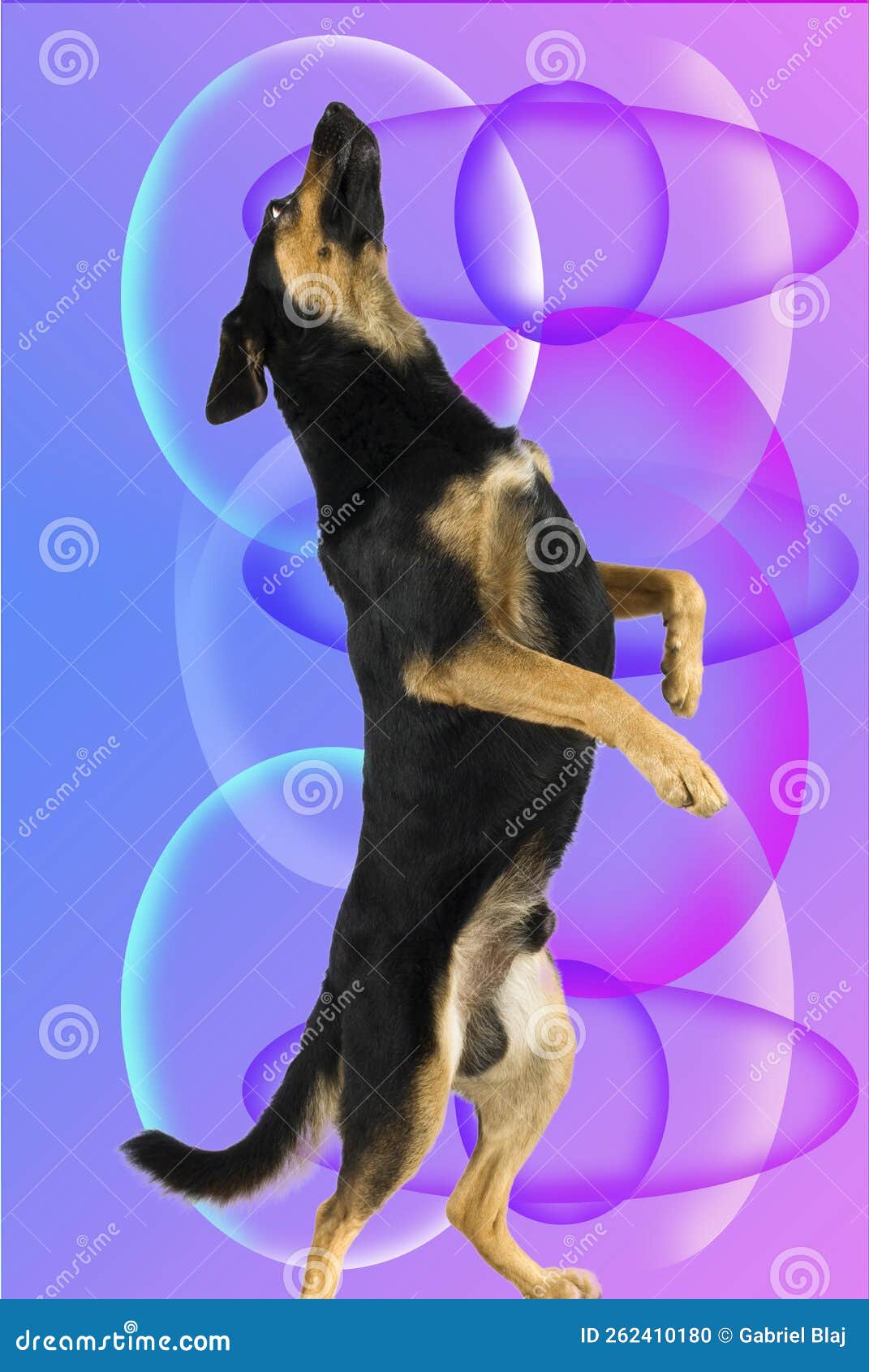 Dog dancer stock photo. Image of intelligent, brown - 262410180