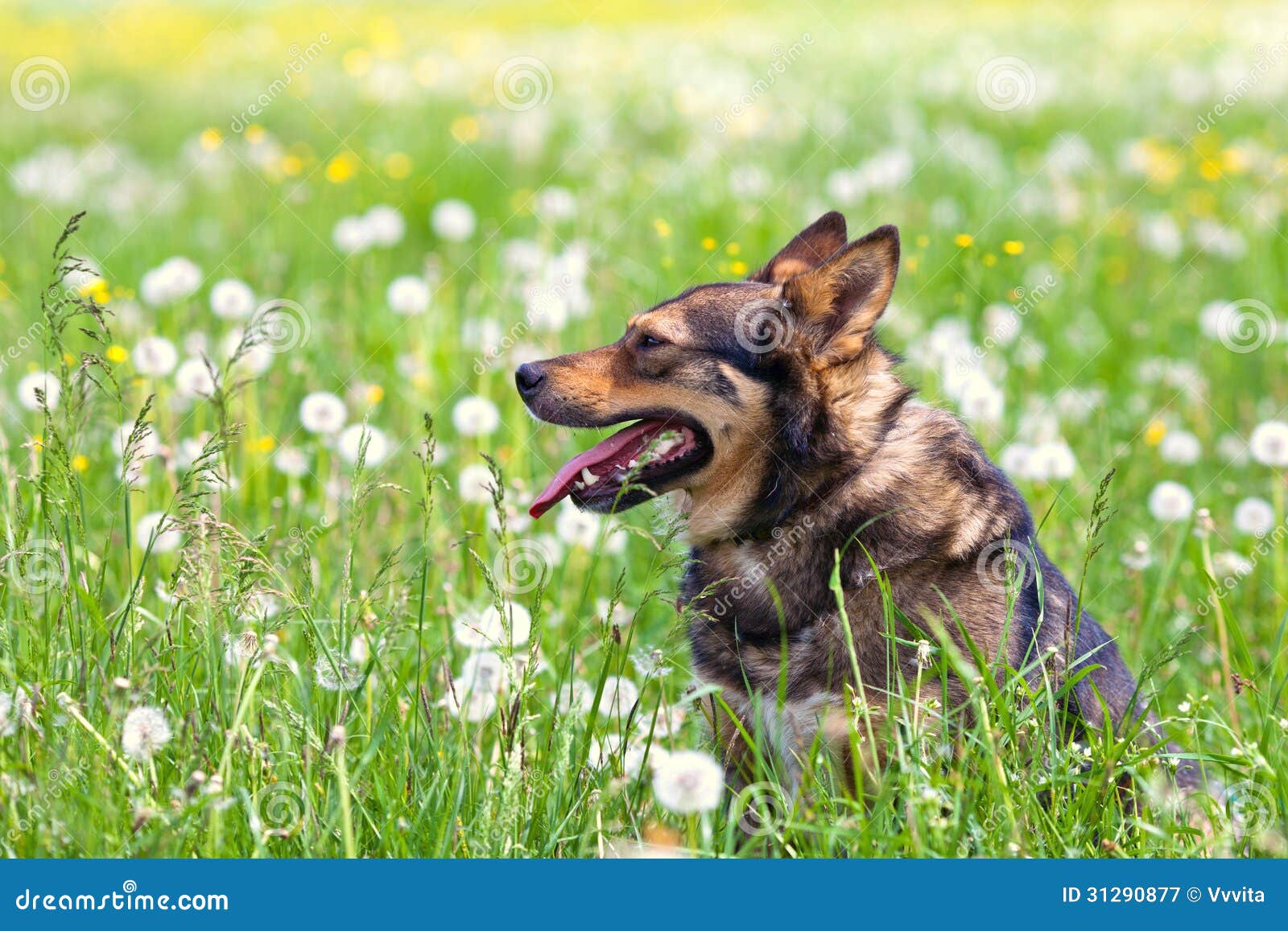 Dog in dandelion field stock image. Image of summer, relax - 31290877