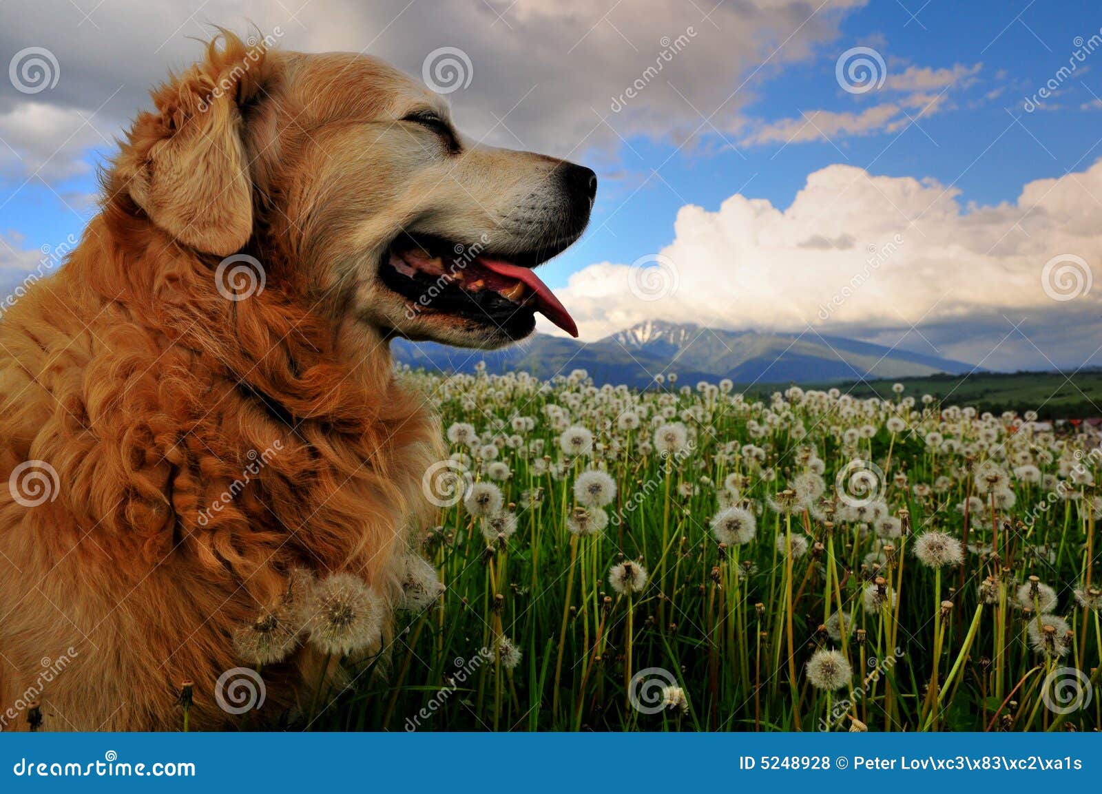Dog on dandelion meadow stock photo. Image of plants, goatsbeard - 5248928