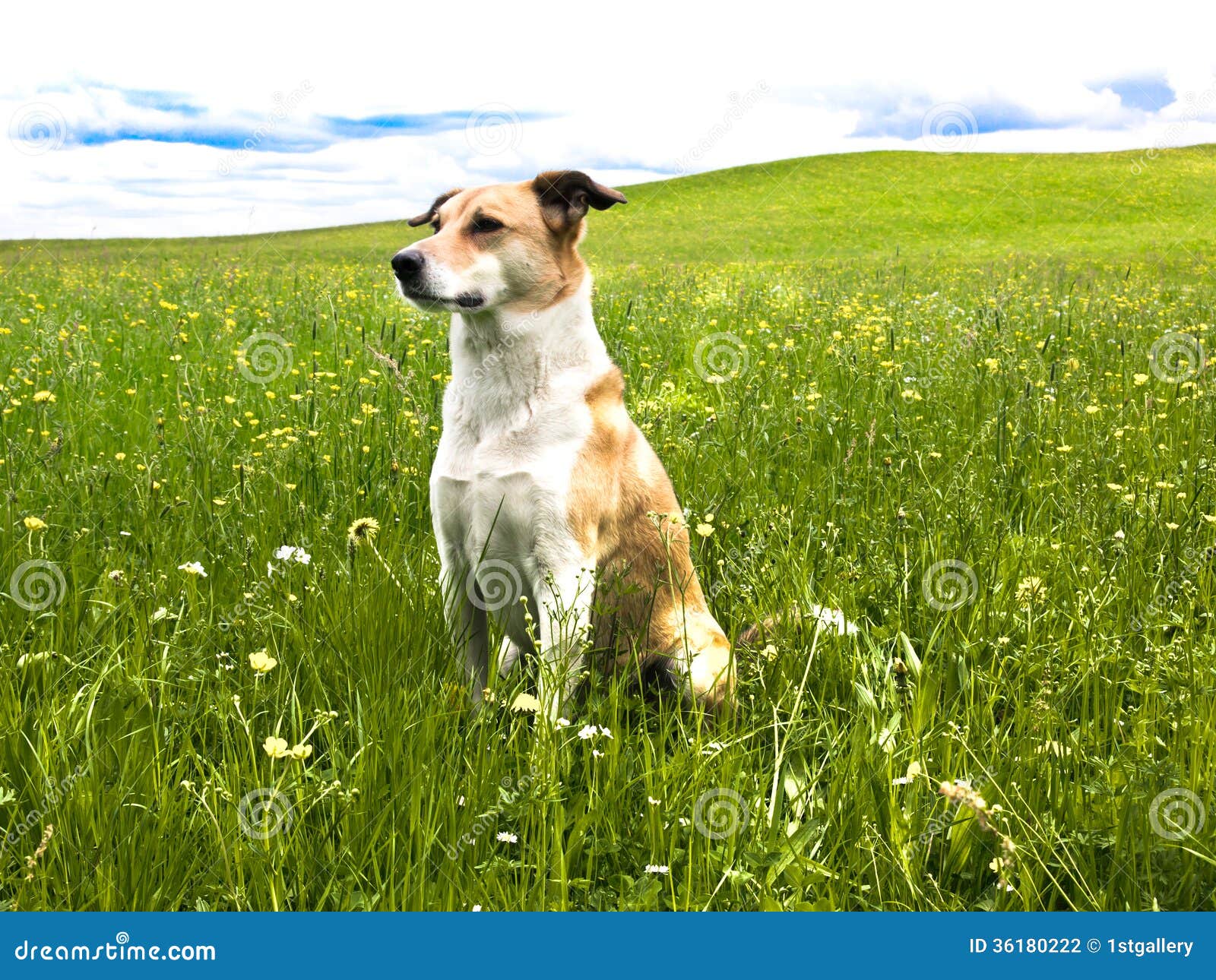 Dog in the Dandelion Meadow (145) Stock Photo - Image of landscape ...