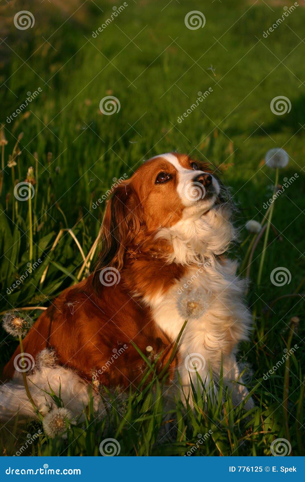 Dog with dandelion seeds stock image. Image of grass, dandelion - 776125