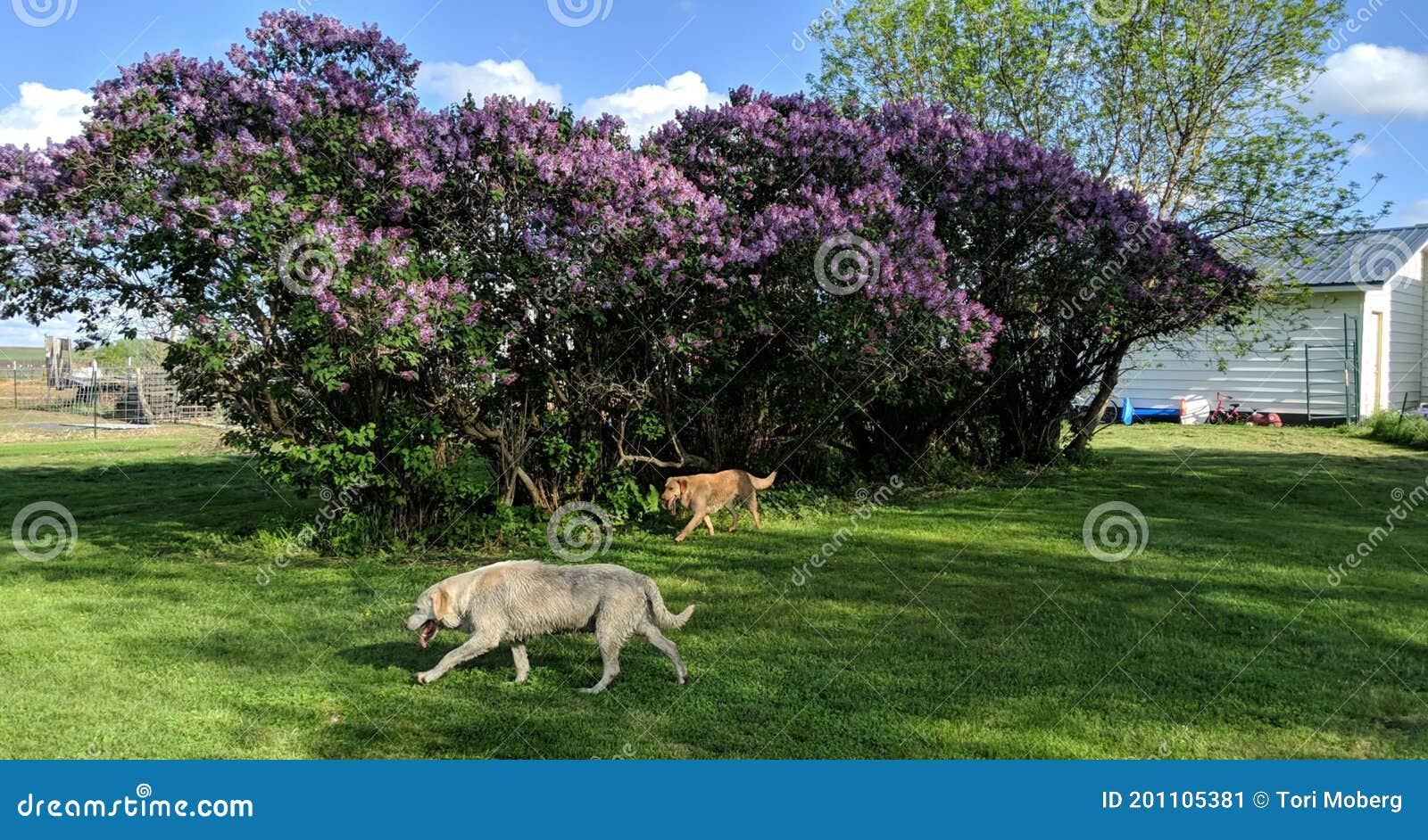 Dog Days of Summer stock image. Image of backyard, days - 201105381