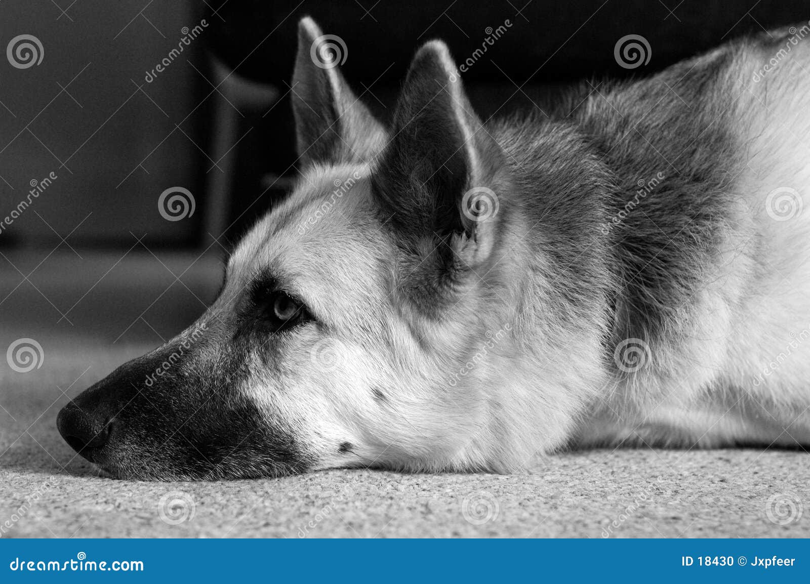 Dog Daze stock photo. Image of close, detail, relaxing, lazy - 18430