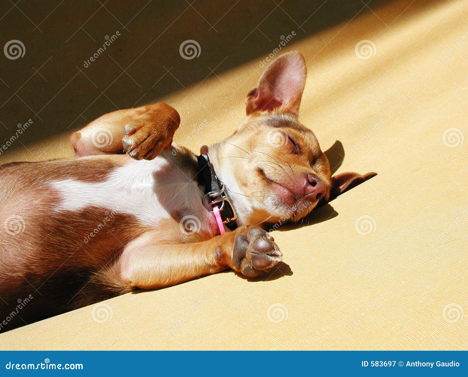 Dog Daze stock image. Image of brown, hound, daze, sleep - 583697