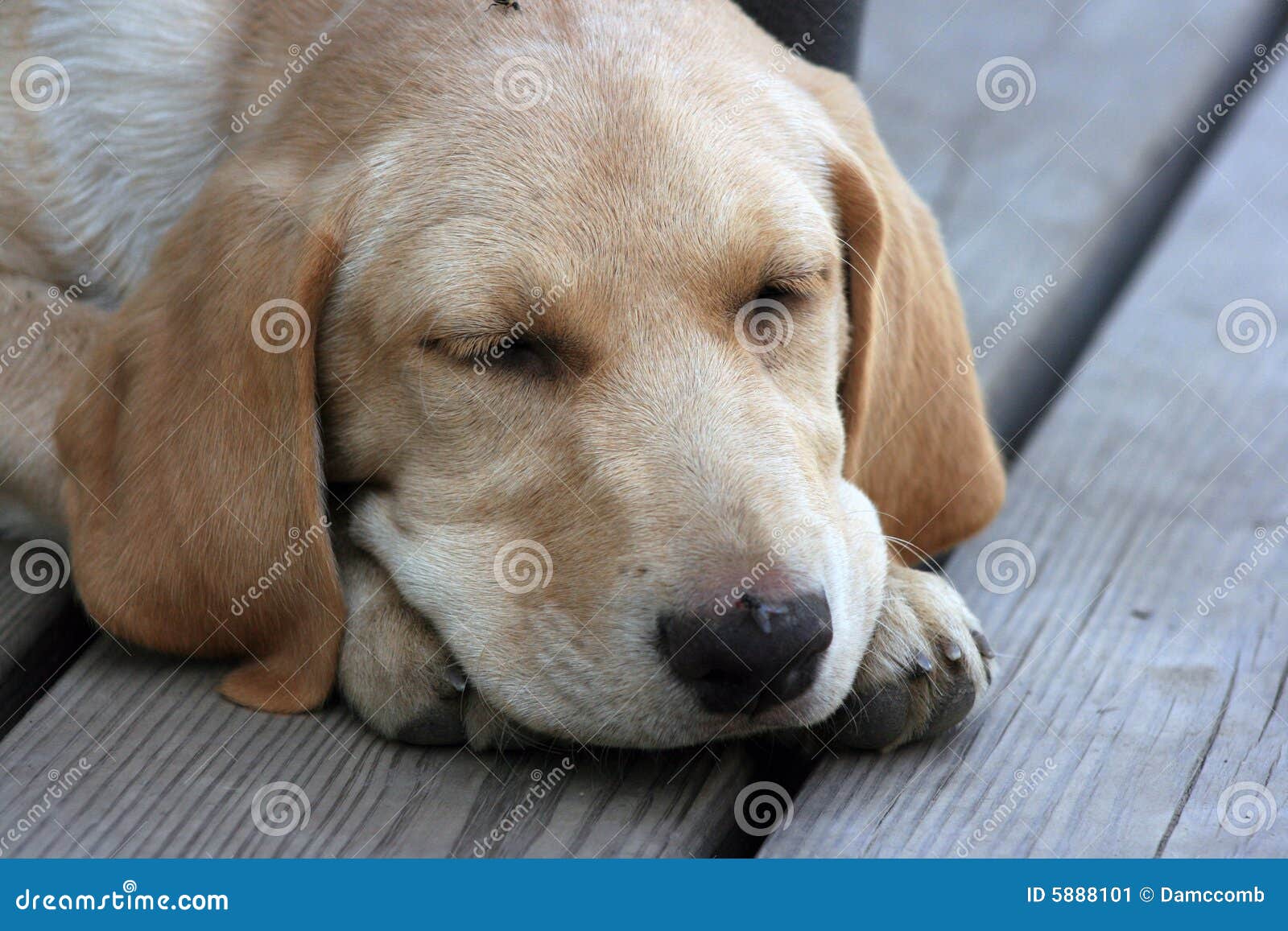 Dog Daze stock image. Image of retriever, yellow, tired - 5888101