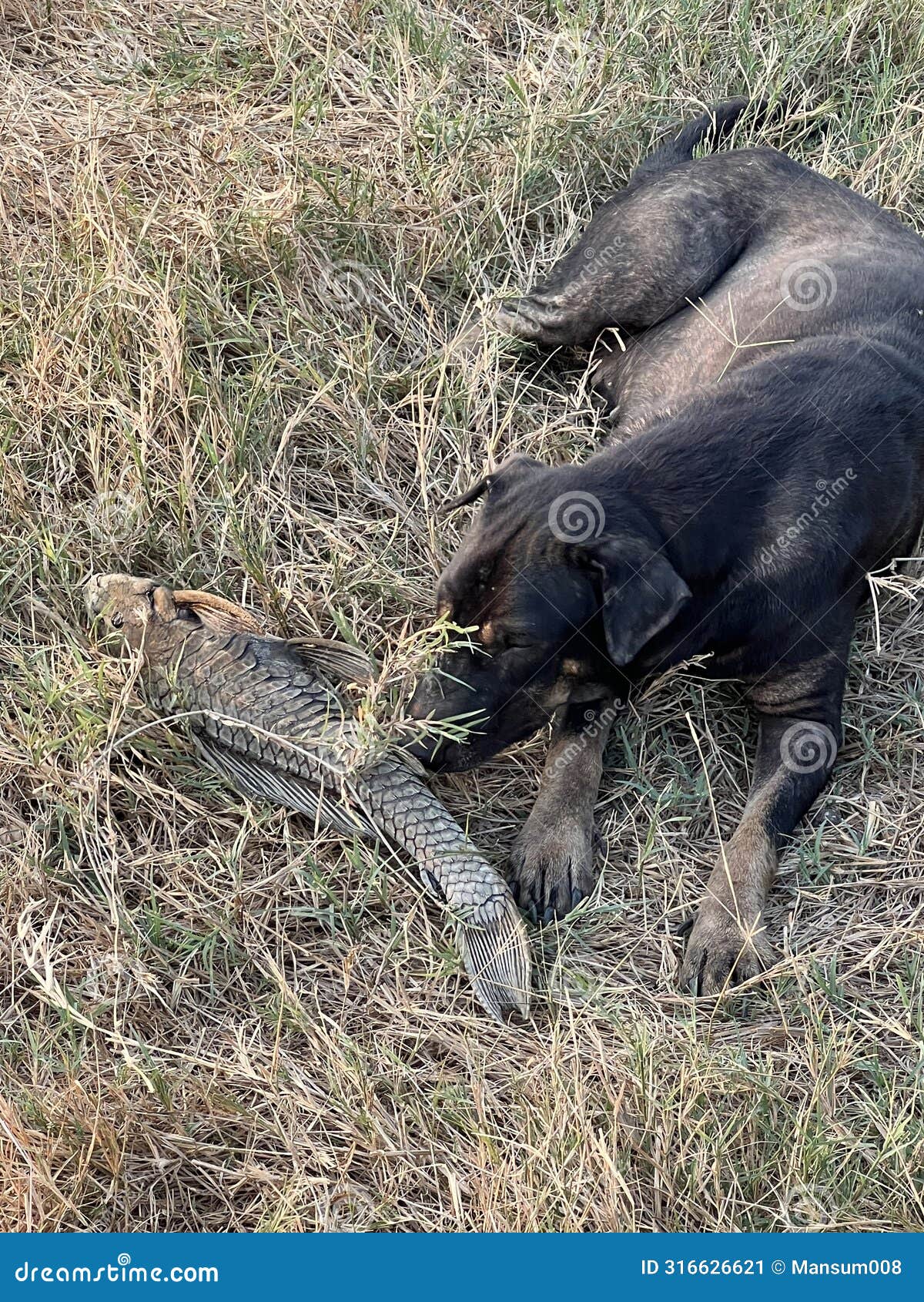 Dog and Dead Fish on the Ground Stock Image - Image of natural, fish ...