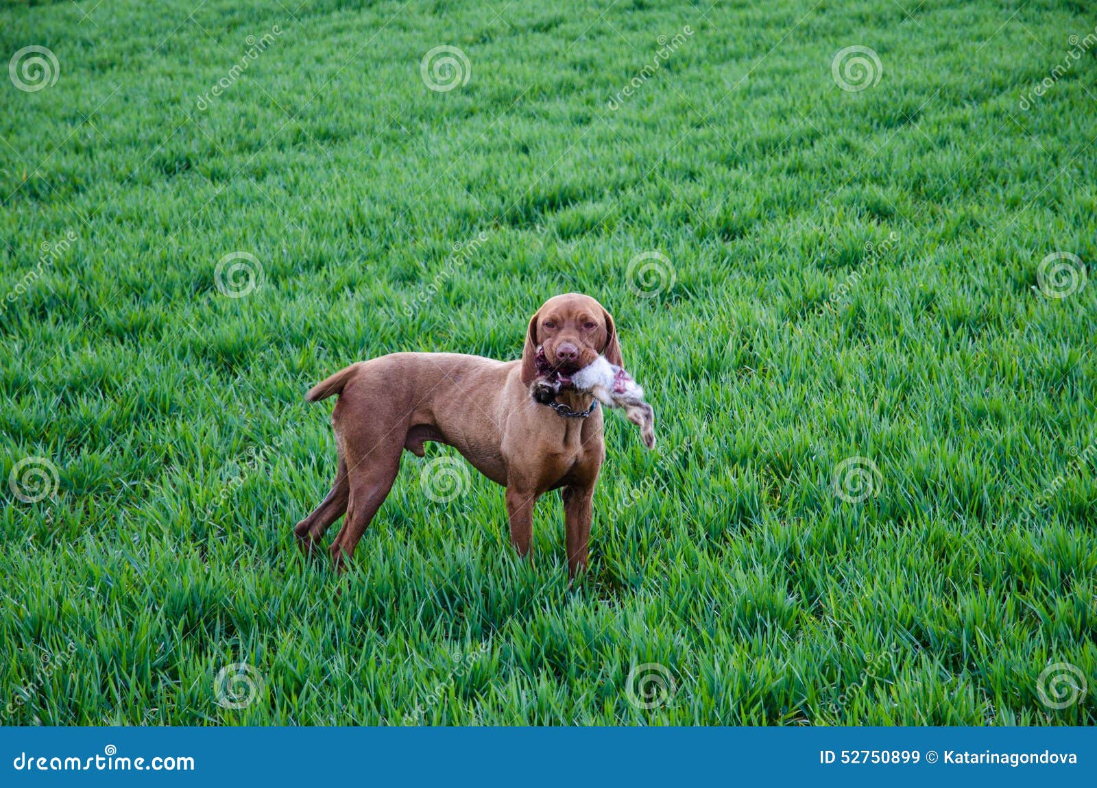 Dog with Dead Rabbit in Grass Stock Image - Image of season, food: 52750899