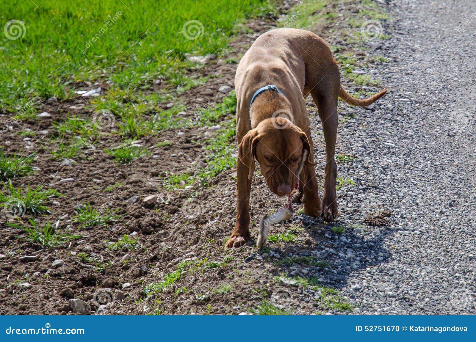 Dog with dead rabbit stock photo. Image of land, green - 52751670