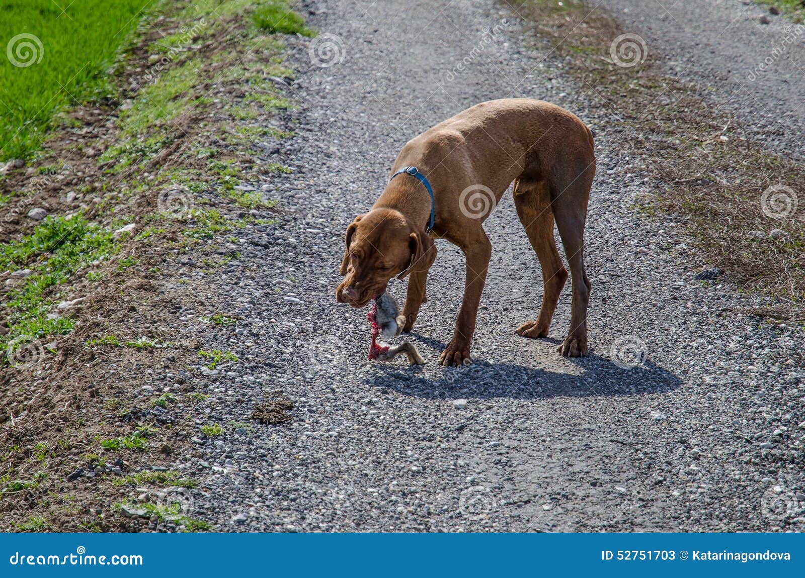 Dog with dead rabbit stock image. Image of beating, hunting - 52751703