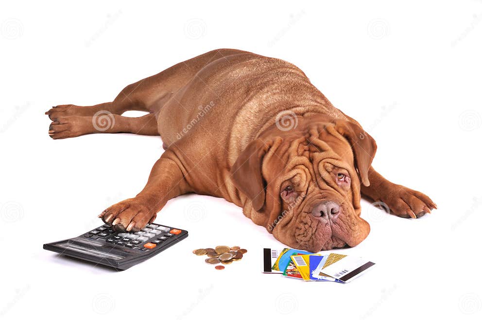 Dog in Debt stock photo. Image of counting, little, estimation - 12248472