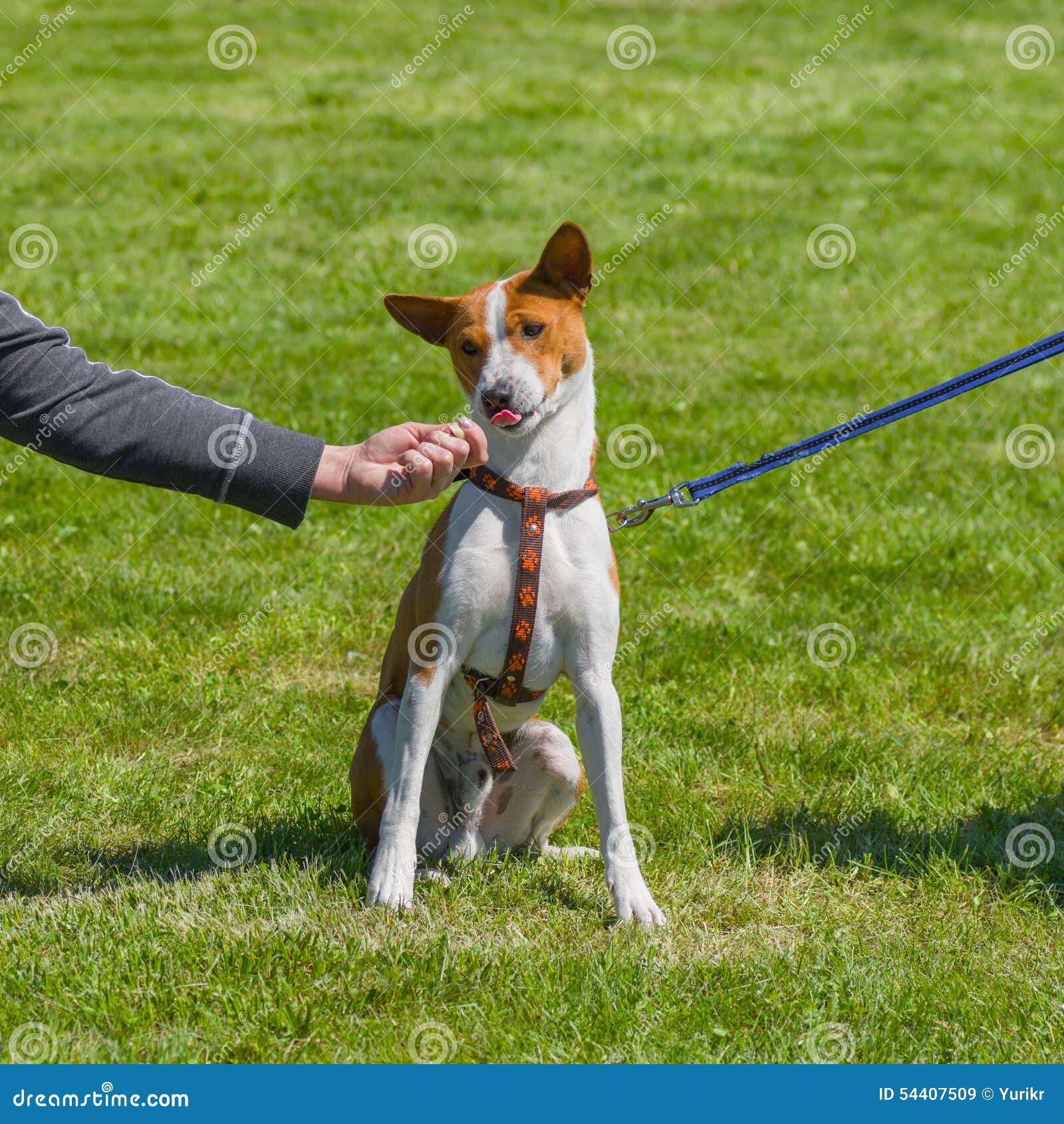 Dog Deciding Dilemma - Master or Food Stock Image - Image of mammal ...