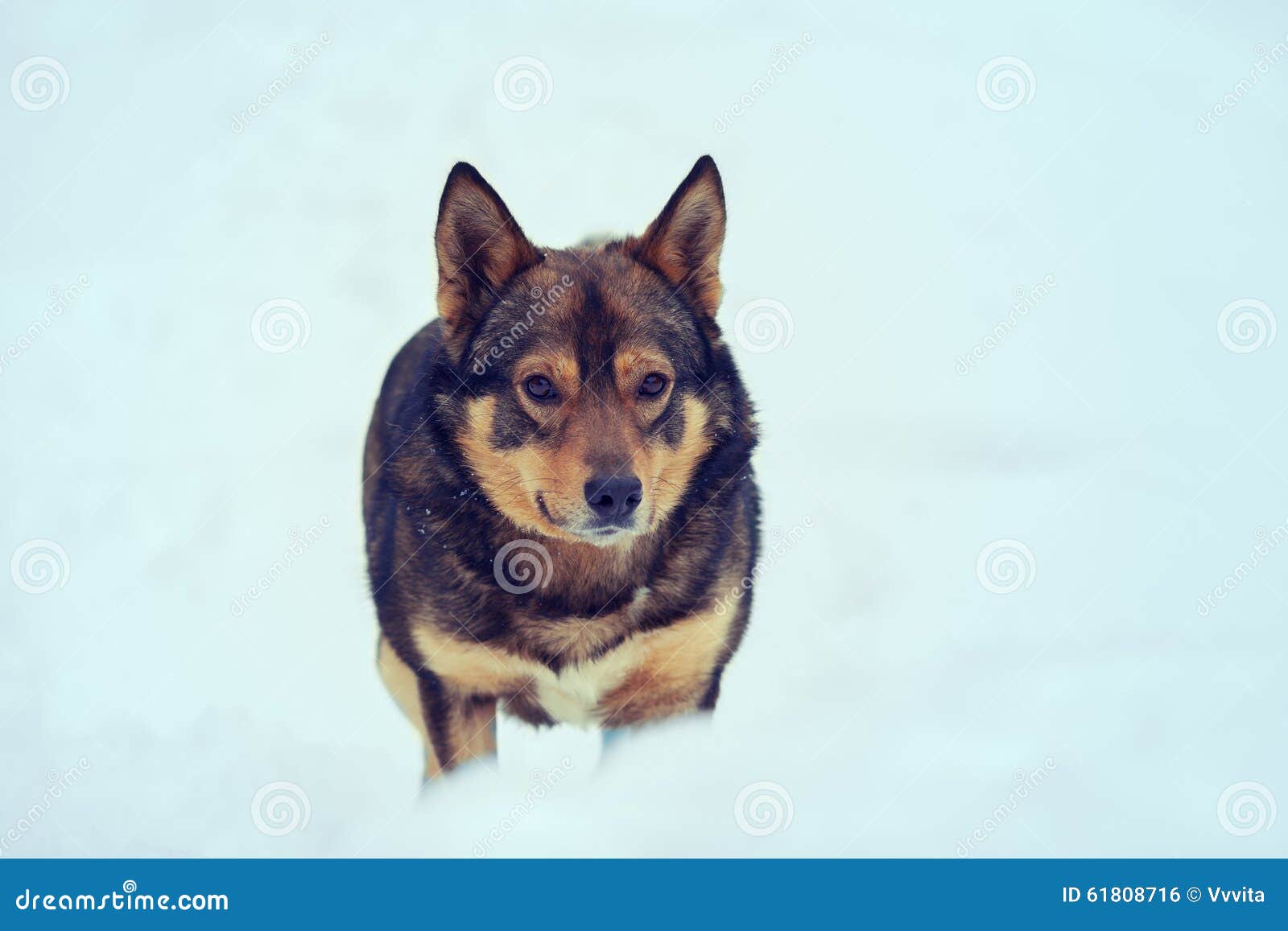 Dog in deep snow stock photo. Image of look, nature, alone - 61808716