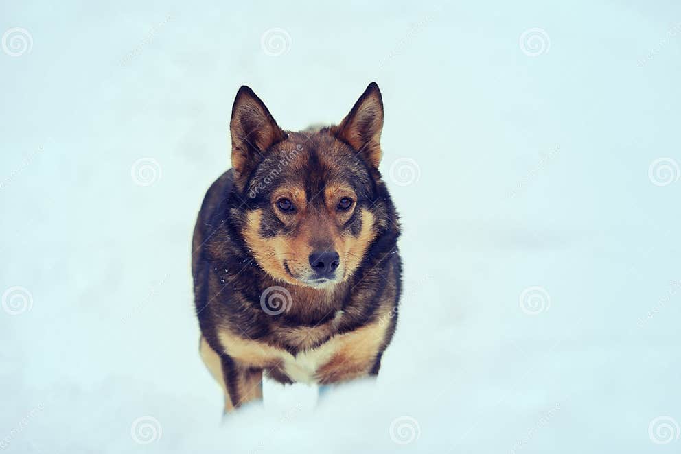 Dog in deep snow stock photo. Image of look, nature, alone - 61808716
