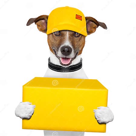 Dog delivery post stock photo. Image of animal, cardboard - 30770572