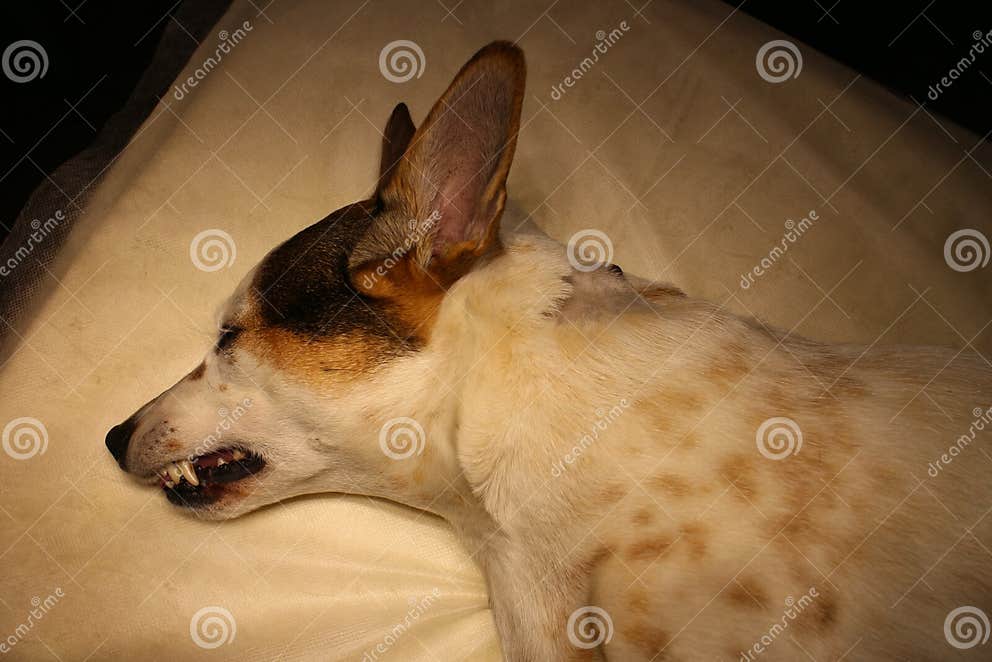 Dog with Dermoid Cyst on Back of the Neck in Anesthesia on Operating ...