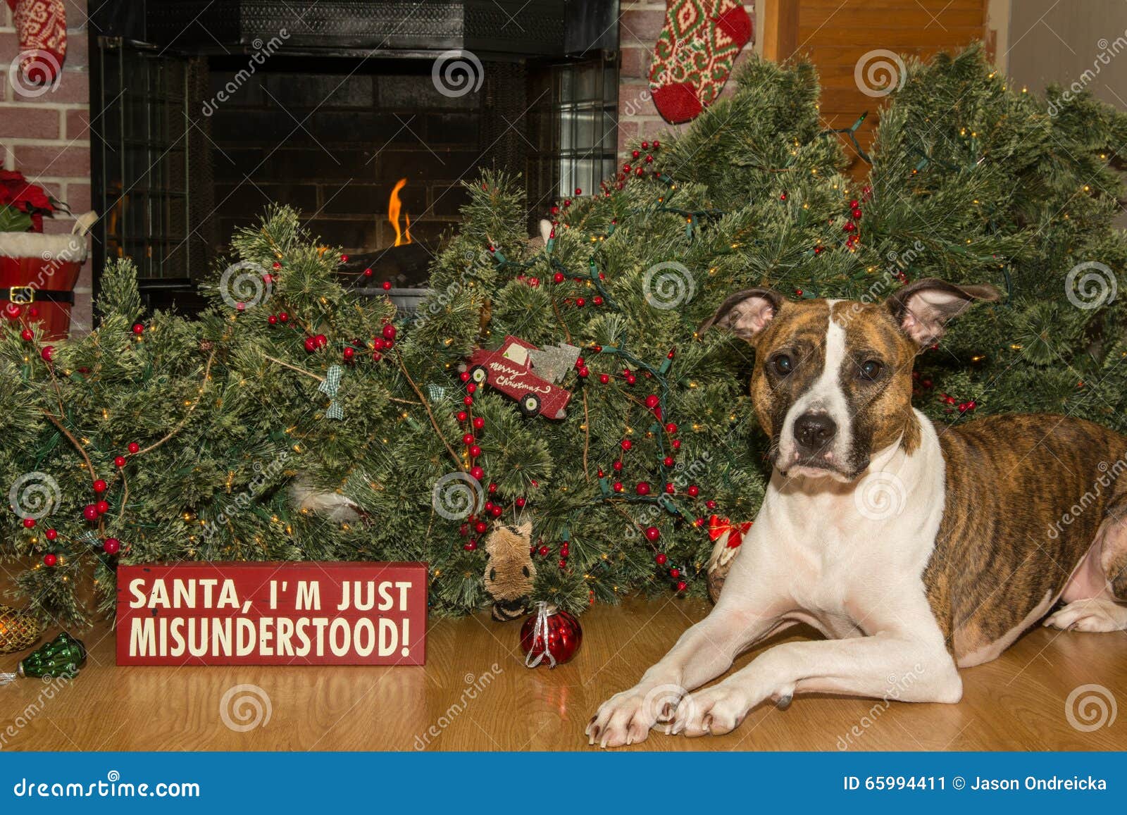Dog Destroys Christmas stock image. Image of friendly - 65994411