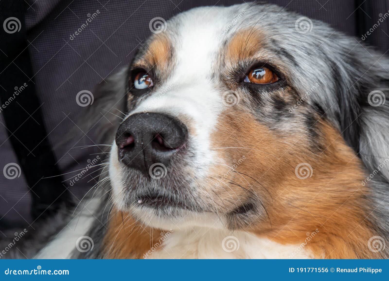 Dog with Different Colored Eyes Stock Photo - Image of person, canine ...
