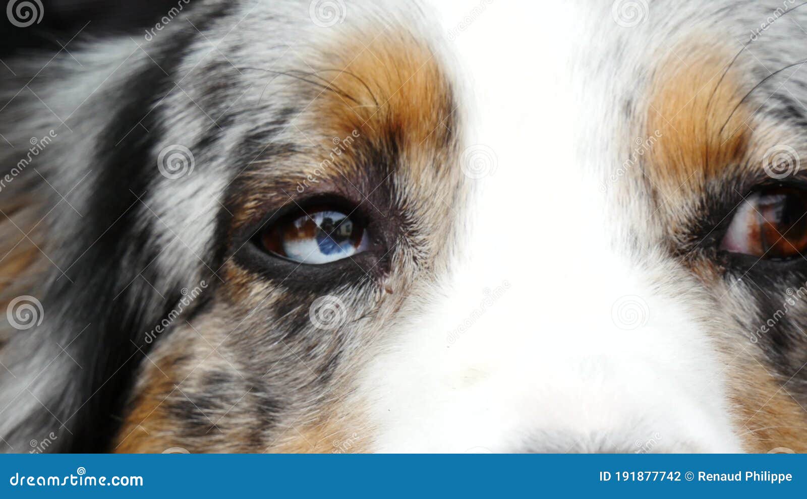 Dog with Different Colored Eyes Stock Footage - Video of looking ...