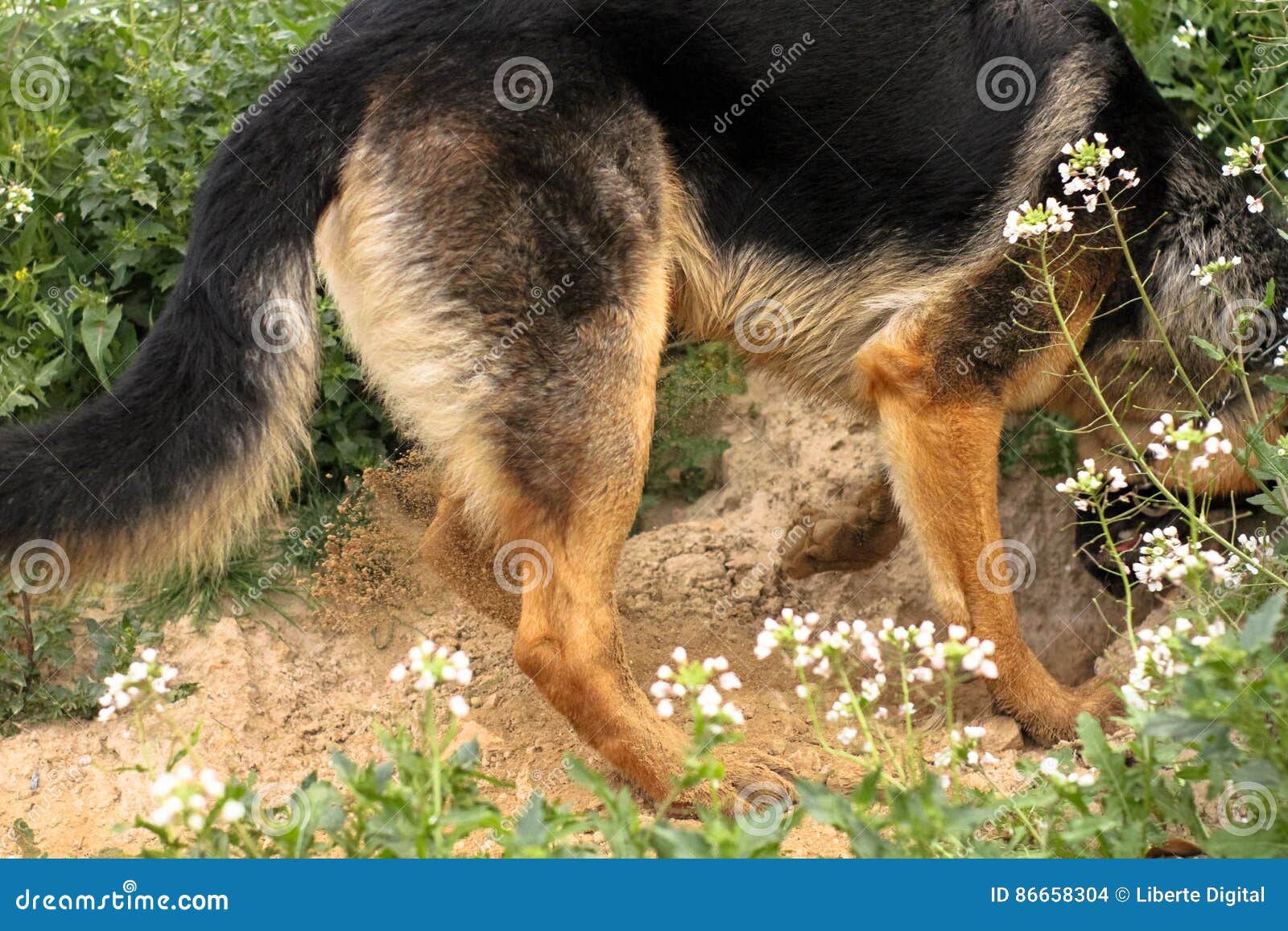Dog digging stock photo. Image of diggin, playing, funny - 86658304