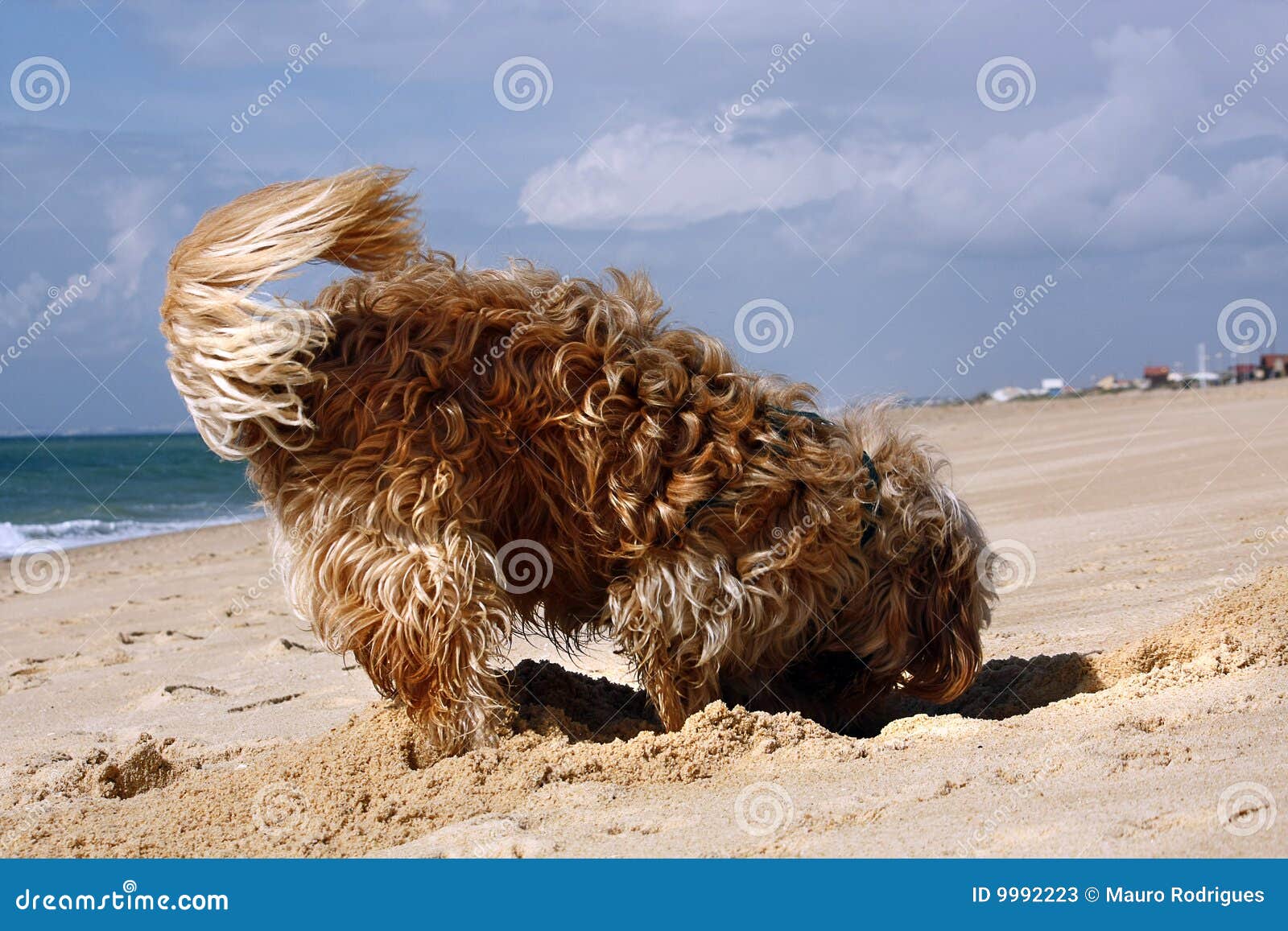 Dog digging stock image. Image of domestic, water, beach - 9992223