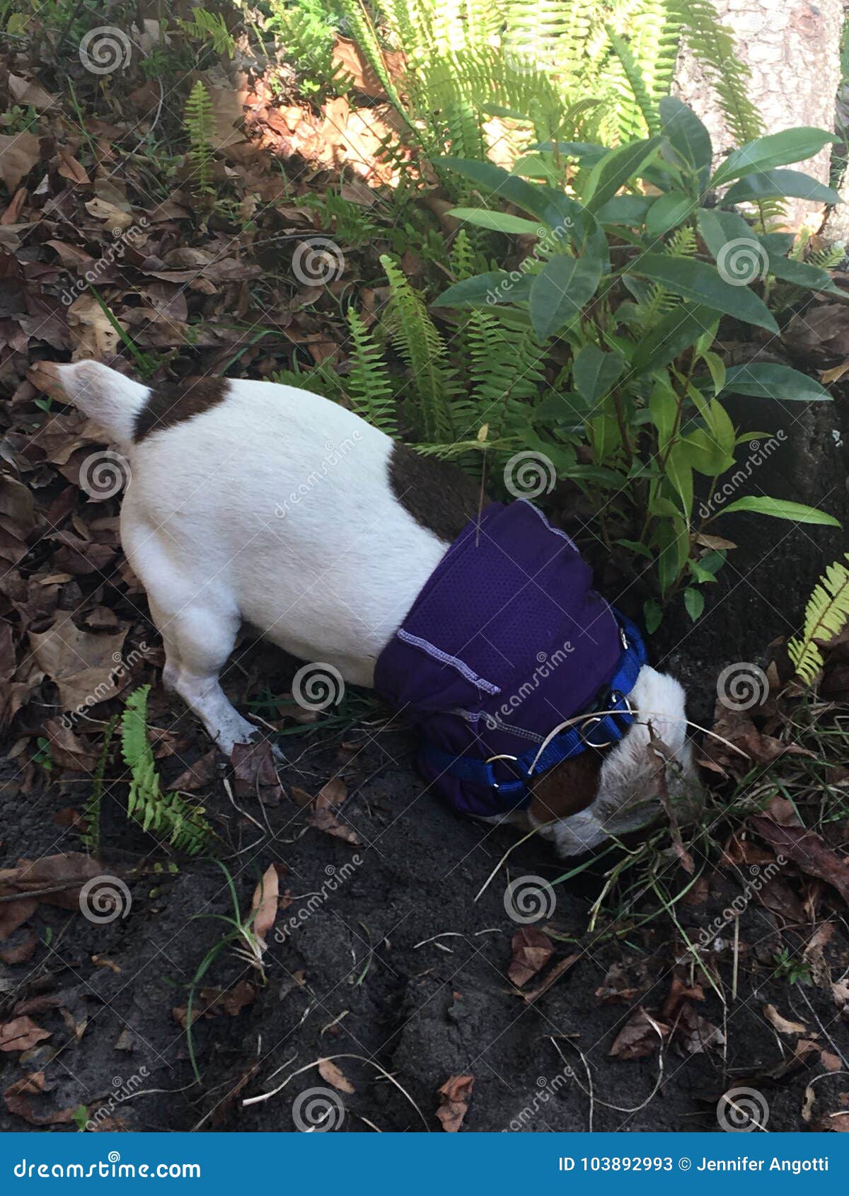 Dog digging in dirt stock image. Image of head, russell - 103892993