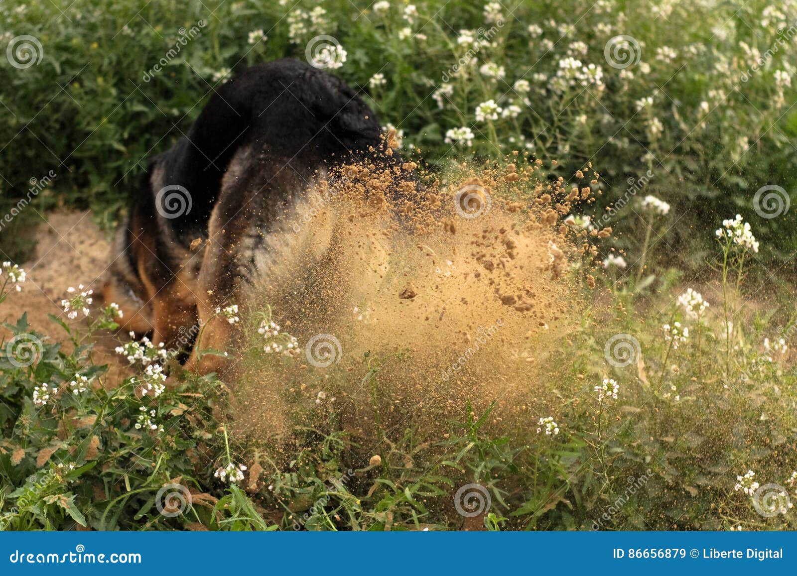 Dog digging stock image. Image of running, german, perro - 86656879