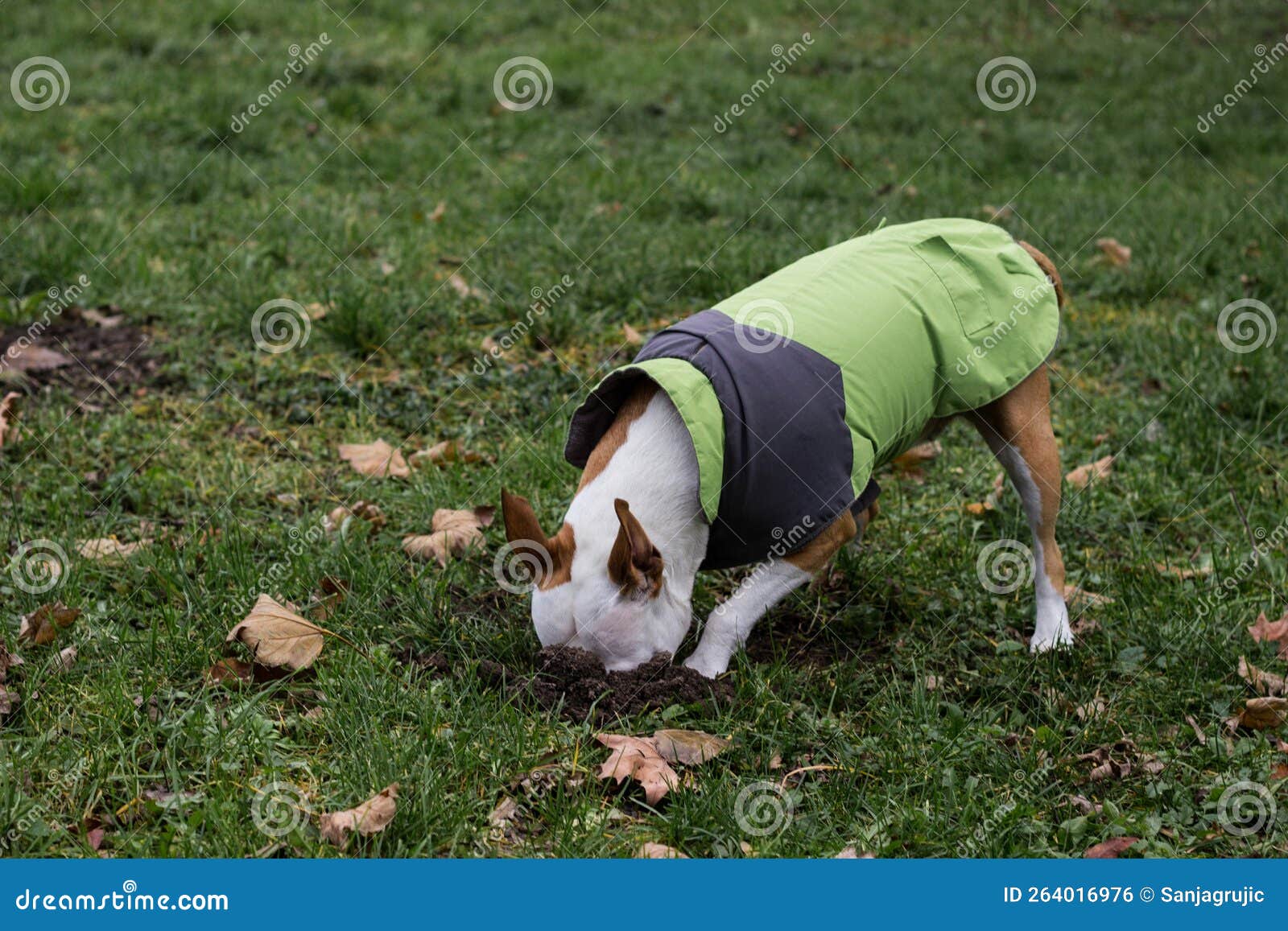 Dog Digging a Hole on the Ground Stock Photo - Image of burying ...