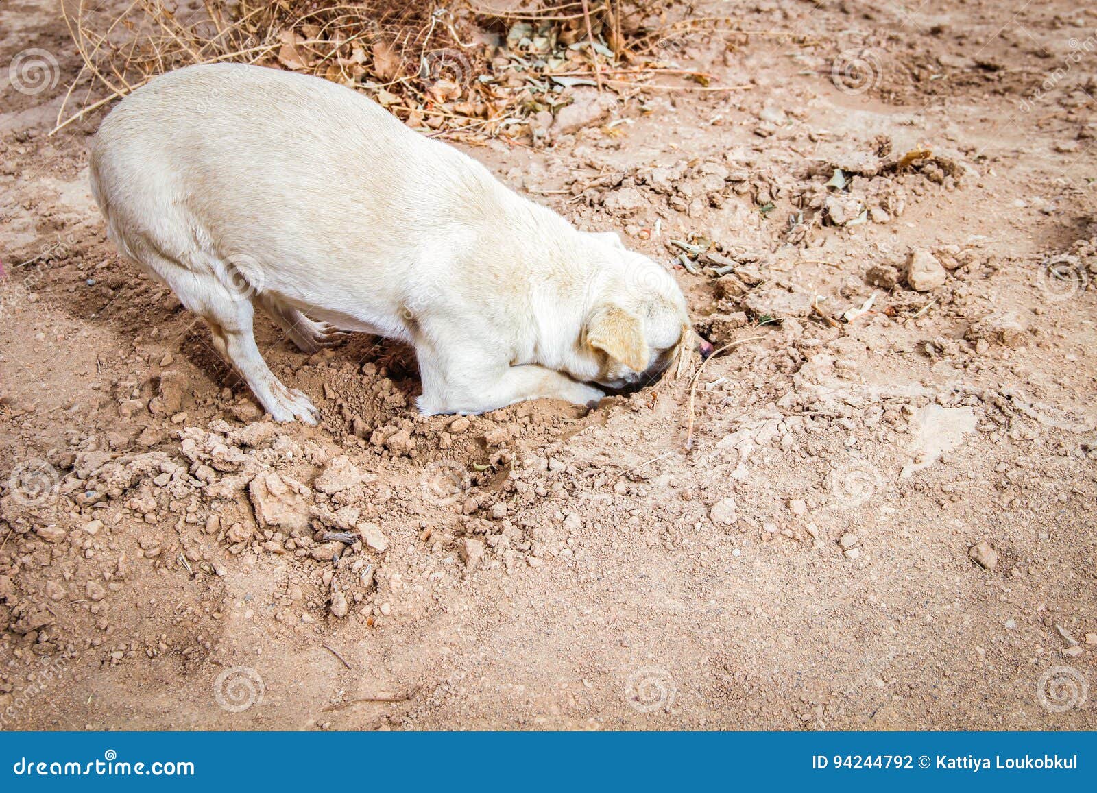 Dog Digging His Head in the Sand Stock Photo - Image of beach, soil ...