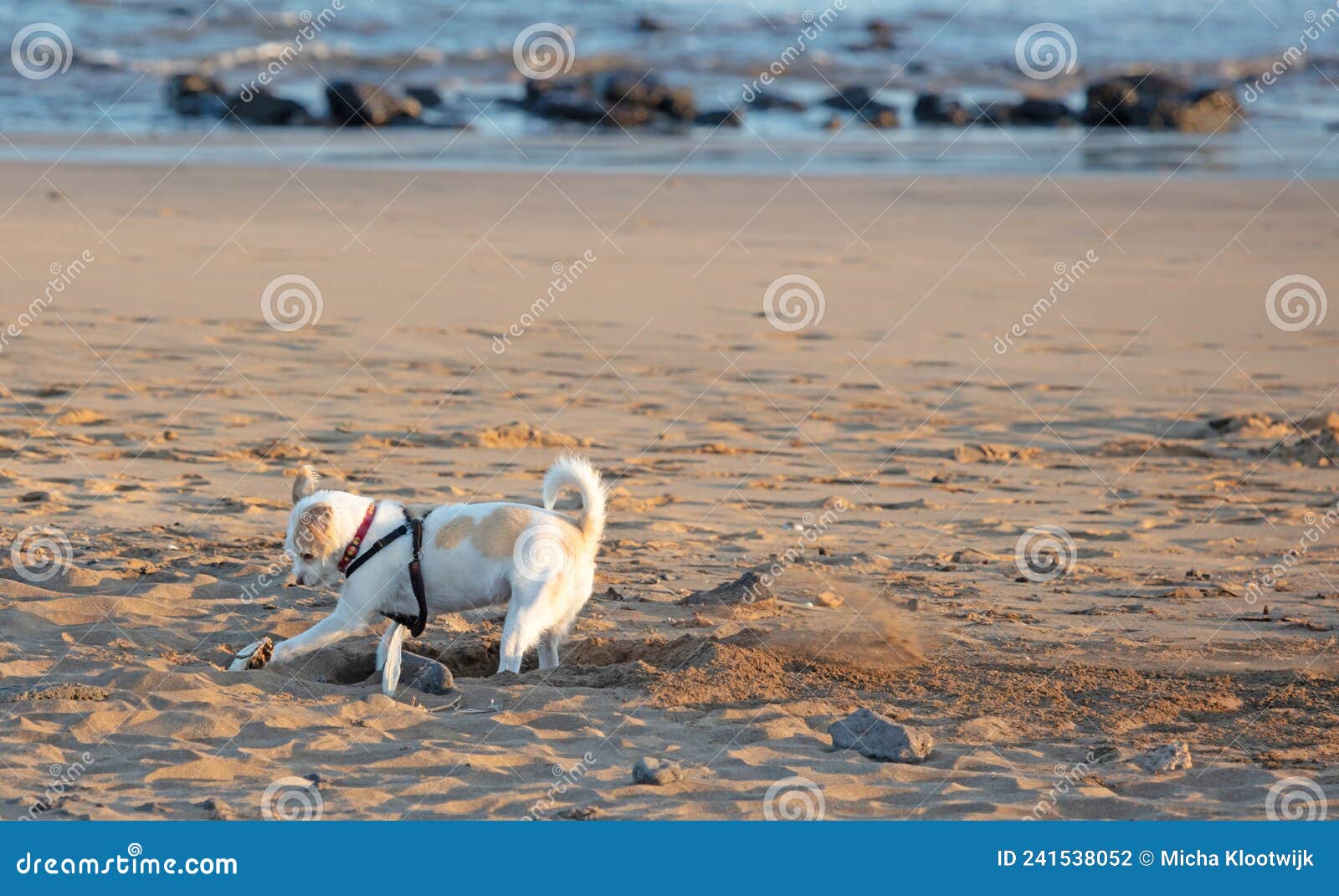 Dog Digging a Hole on the Beach Stock Photo - Image of ocean, summer ...
