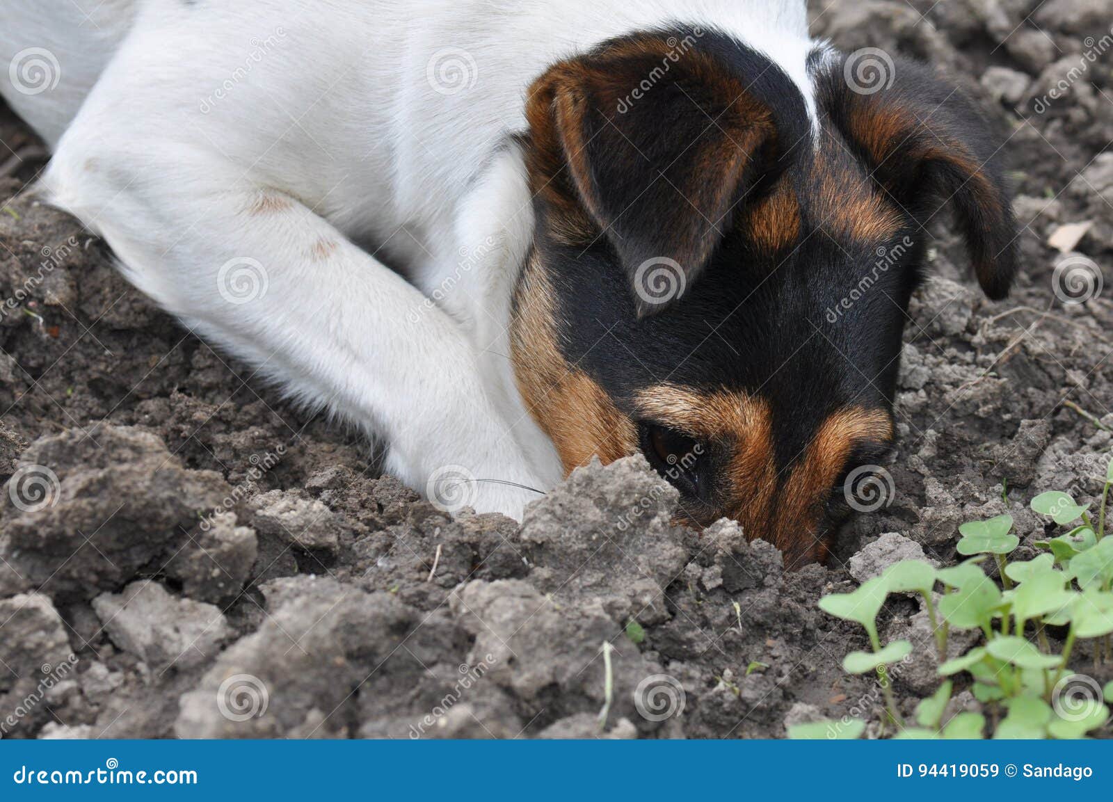 Dog digging a hole stock image. Image of food, doggy - 94419059